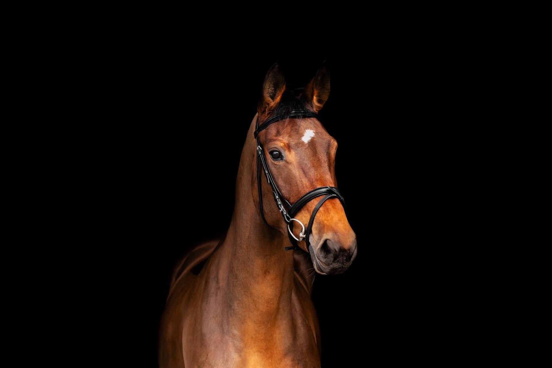 Sella Italiano Mare 6 years 16,1 hh Brown in Wola Więcławska