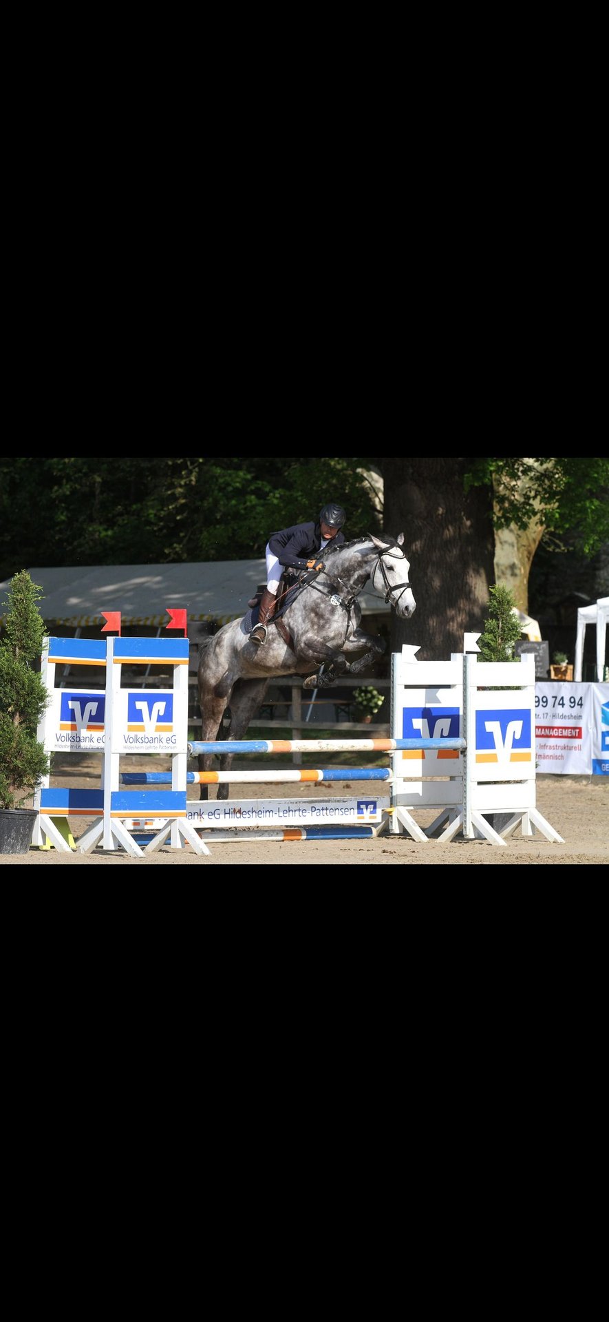 German Sport Horse Mare 7 years 17 hh Grey in Gronau (Leine)Gronau