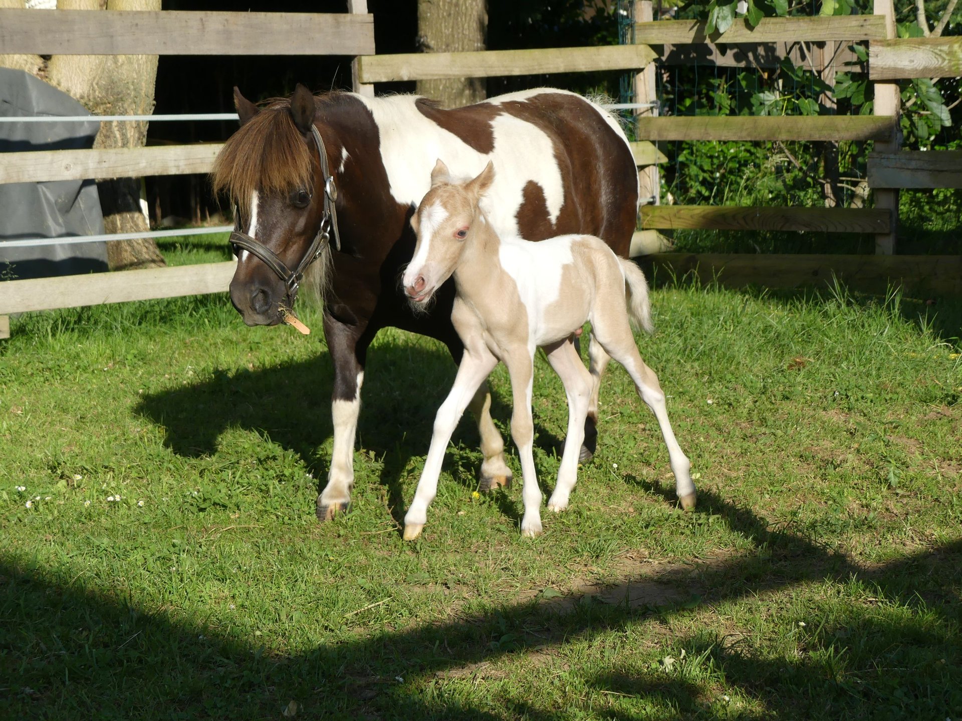American Miniature Horse Stallion 1 year Palomino in Ponlat-Taillebourg