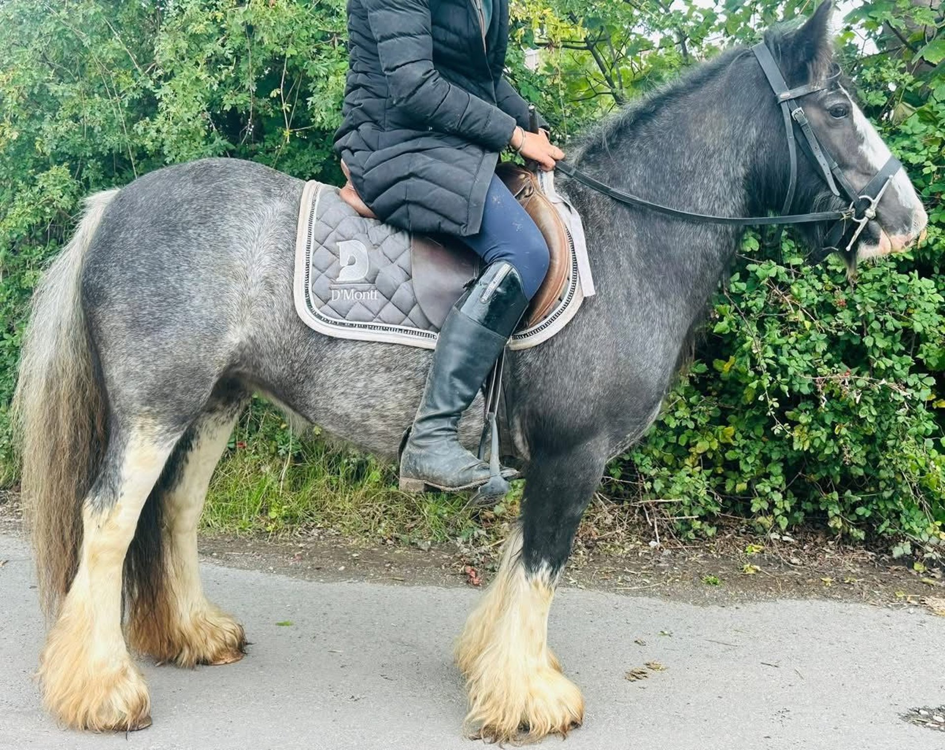Gypsy Horse Mare 5 years 13 hh Roan-Blue in Lancaster