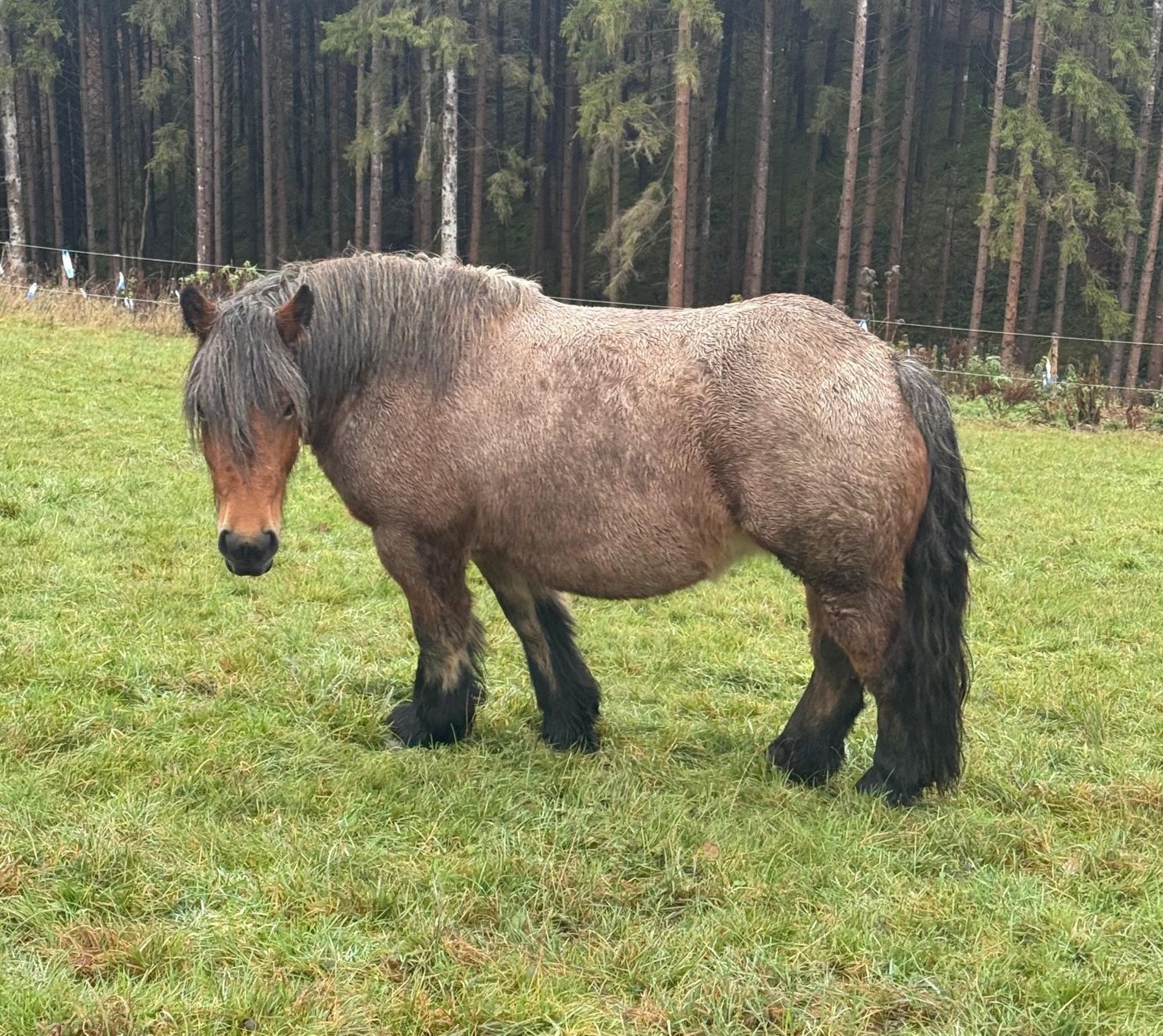 Ardennes Mare 5 years 14,2 hh Roan-Bay in Daleiden