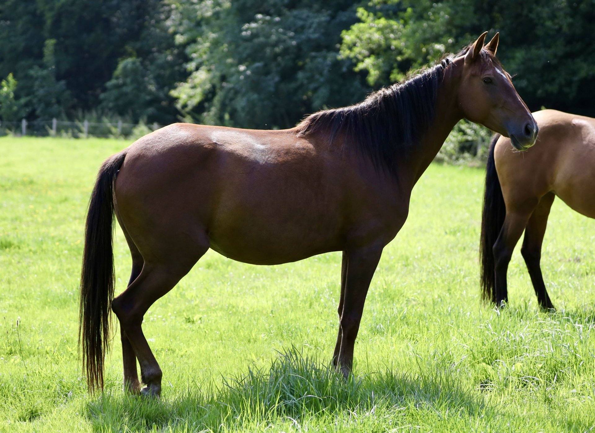 Andalusian Mare 8 years 15,1 hh Brown in Berlin