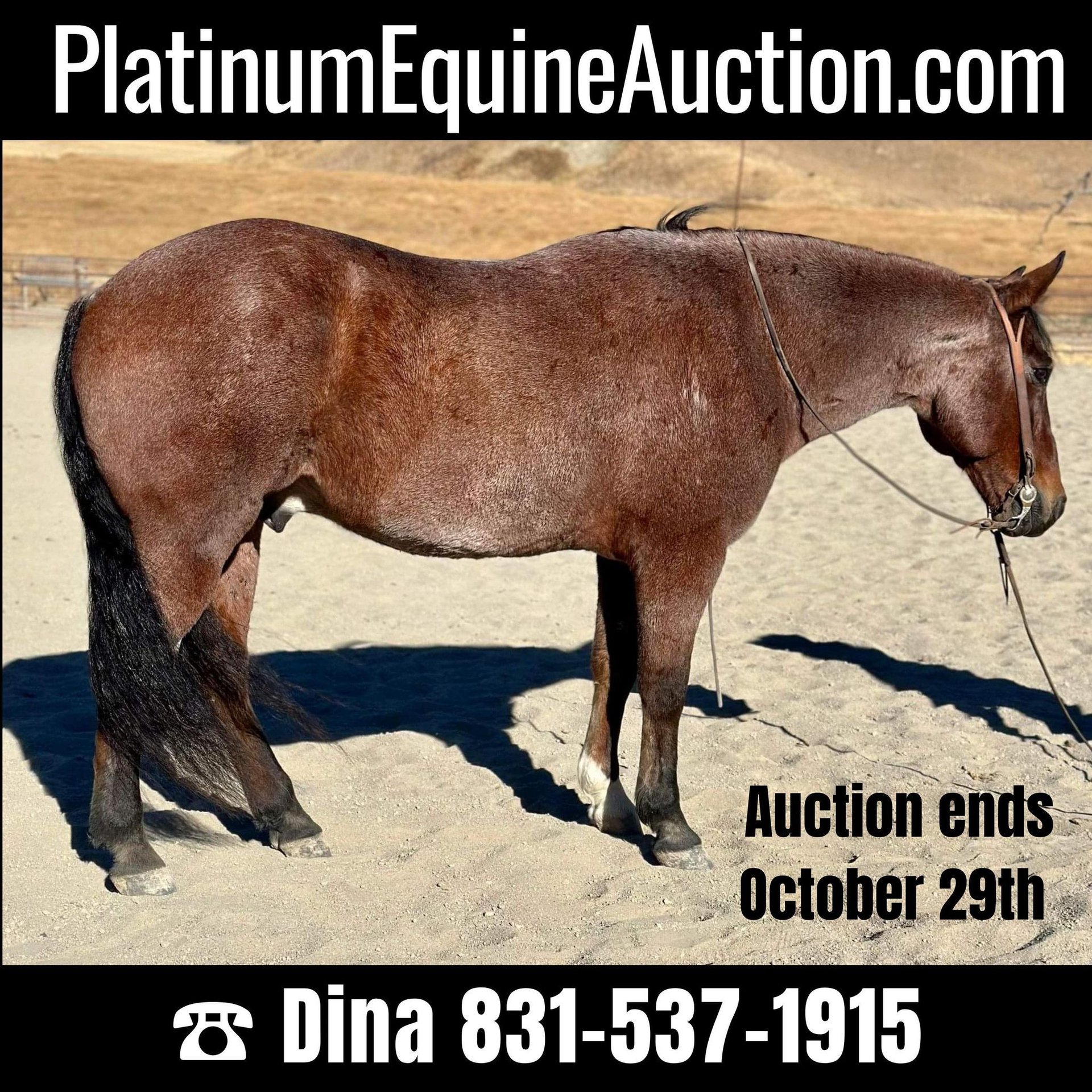 American Quarter Horse Gelding 10 years 14,2 hh Roan-Bay in Bitterwater CA