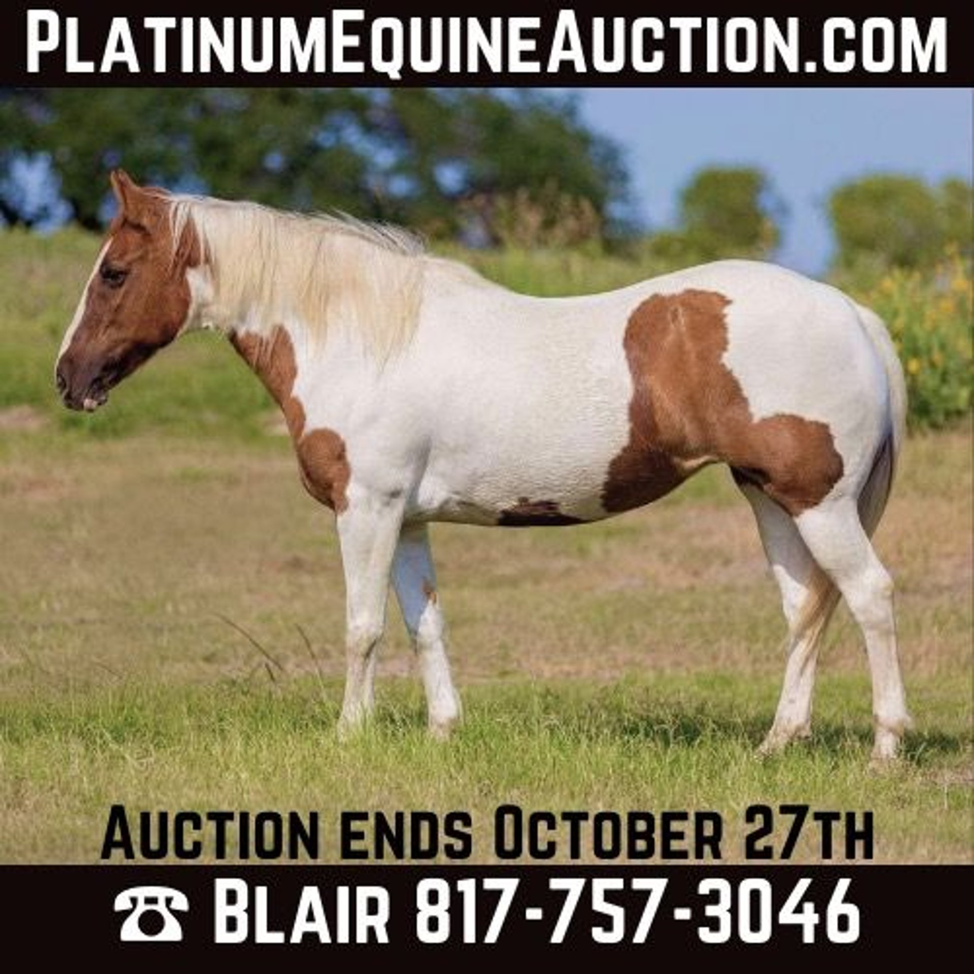 American Quarter Horse Mare 13 years Tobiano-all-colors in Weatherford TX