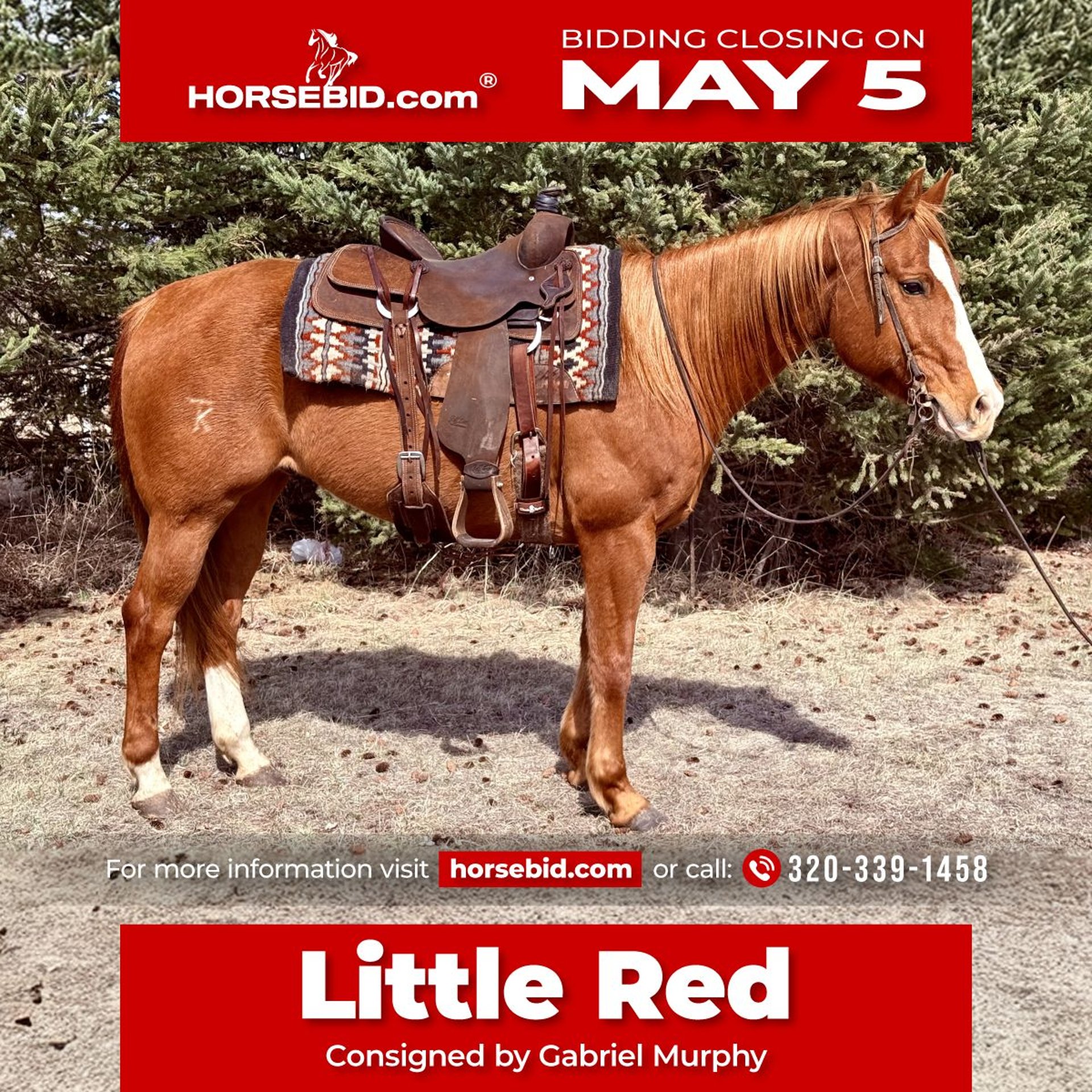 American Quarter Horse Gelding 14 years 14,3 hh Sorrel in Cannon Falls, MN