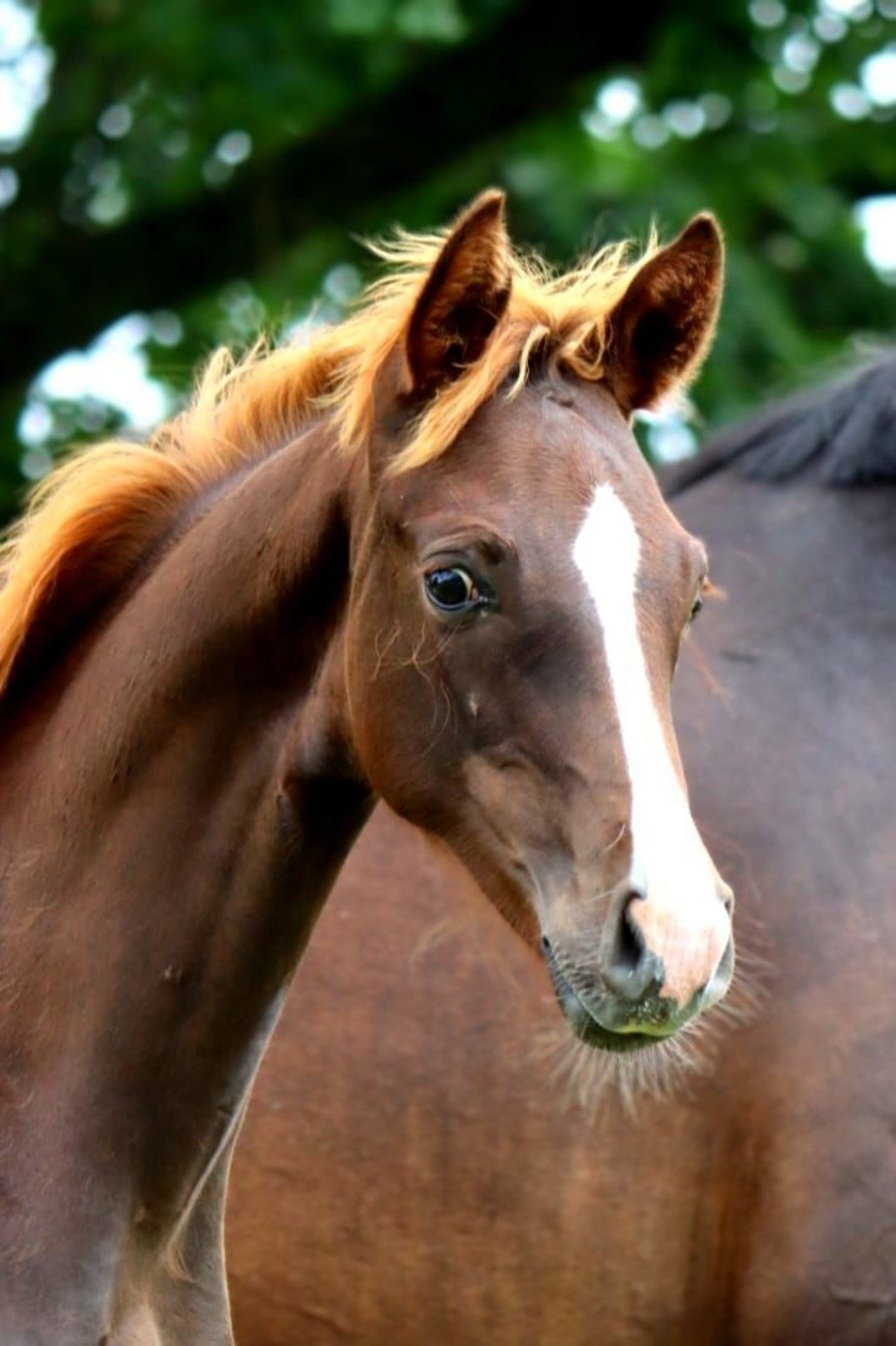 Hannoveraner Hengst Fohlen (02/2024) Dunkelfuchs in Ketzin/Havel