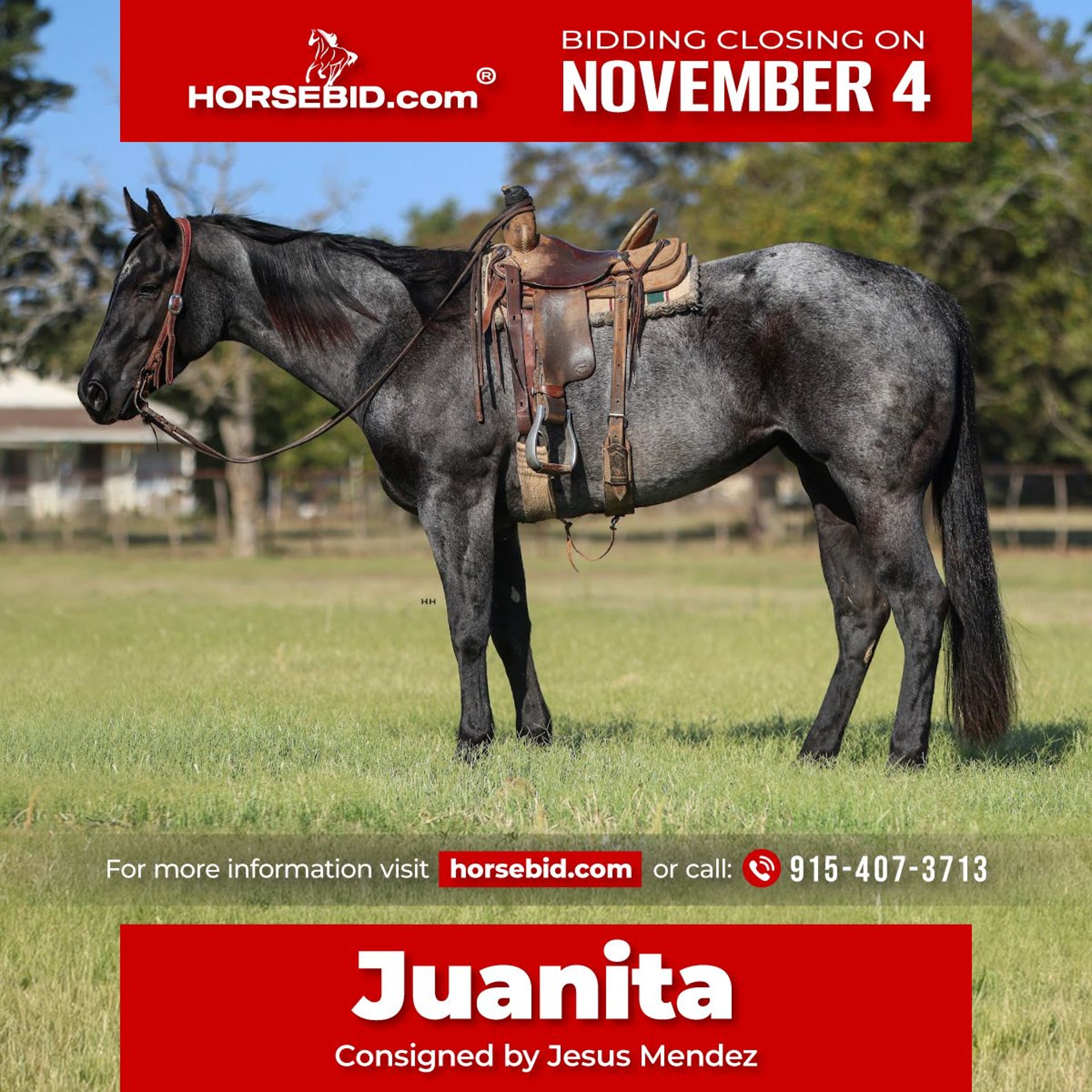 American Quarter Horse Mare 6 years 15 hh Roan-Blue in Joshua