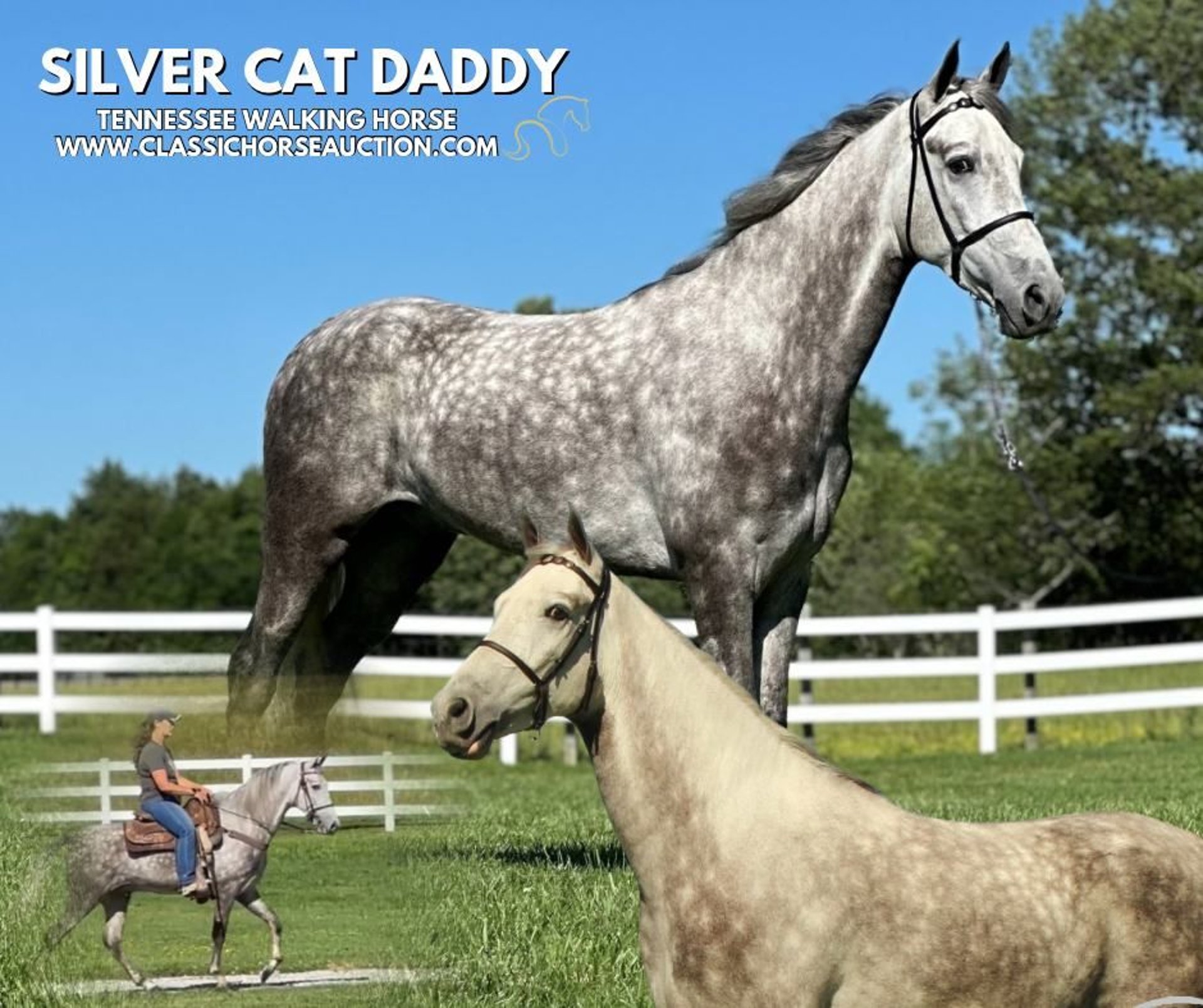 Tennessee Walking Horse Wallach 4 Jahre 152 cm Schimmel in Lewisburg, TN