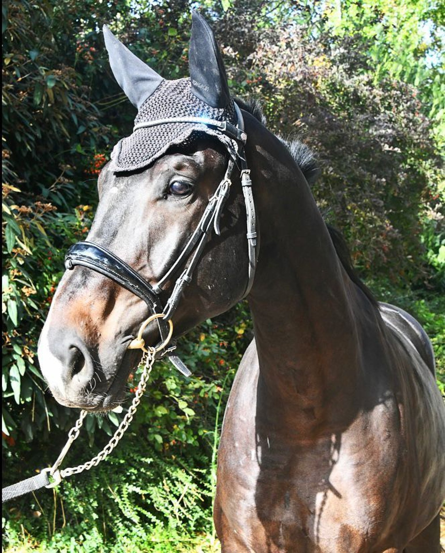 Oldenburg Gelding 5 years 17,2 hh Chestnut in Steinbrunn-le-bas