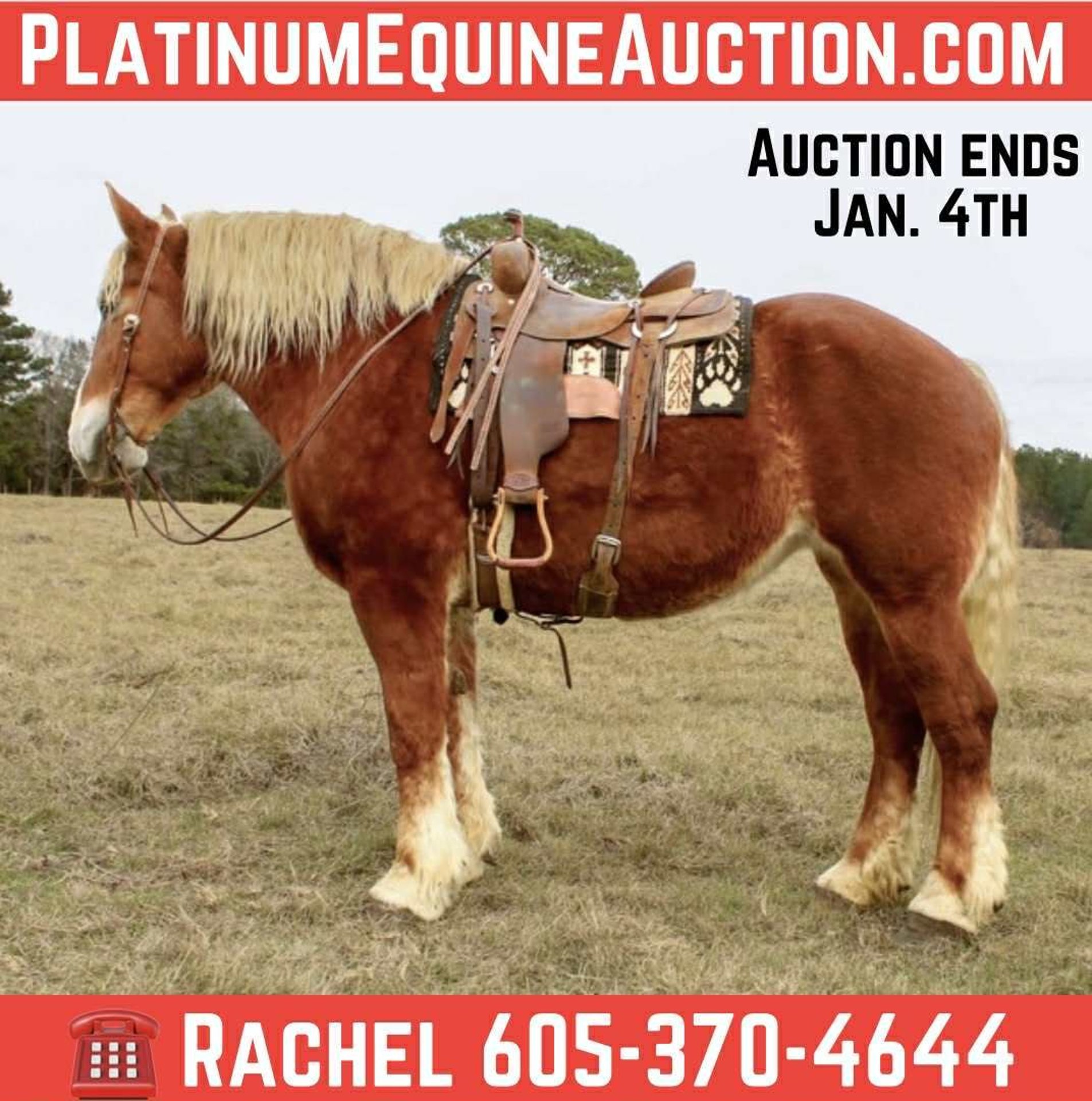Belgian Draft Gelding 10 years Chestnut in Rusk