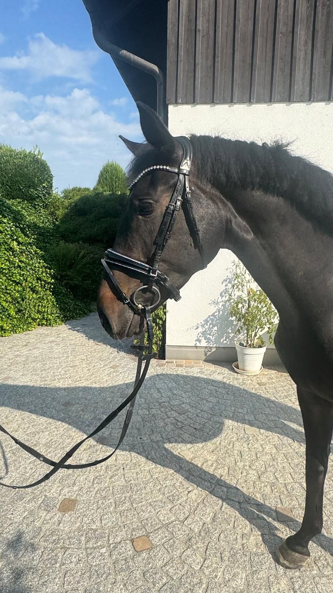 Oldenburg Mare 7 years 16,1 hh Bay-Dark in Schönenberg
