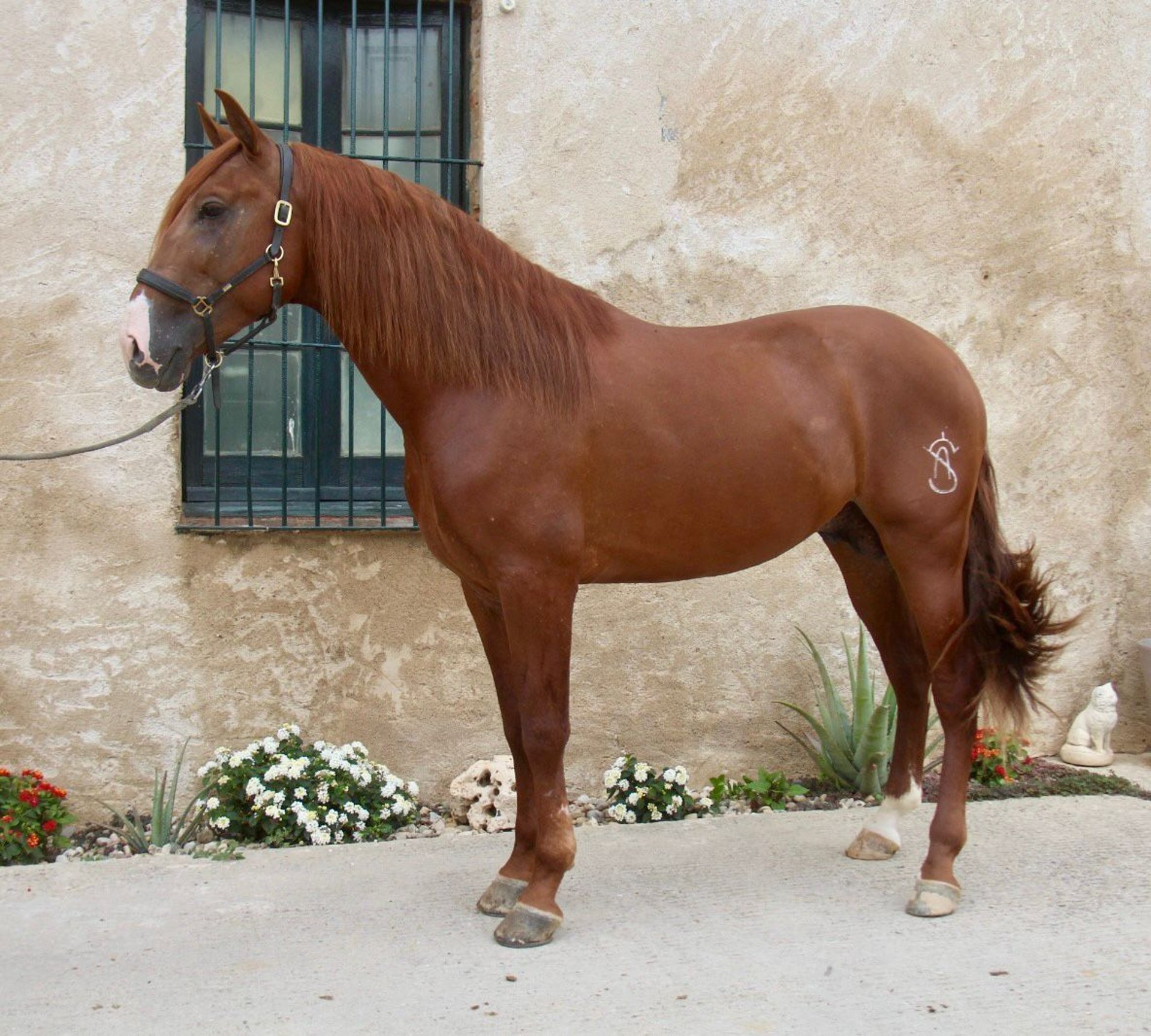 PRE Blandning Hingst 4 år 163 cm fux in Hamburg