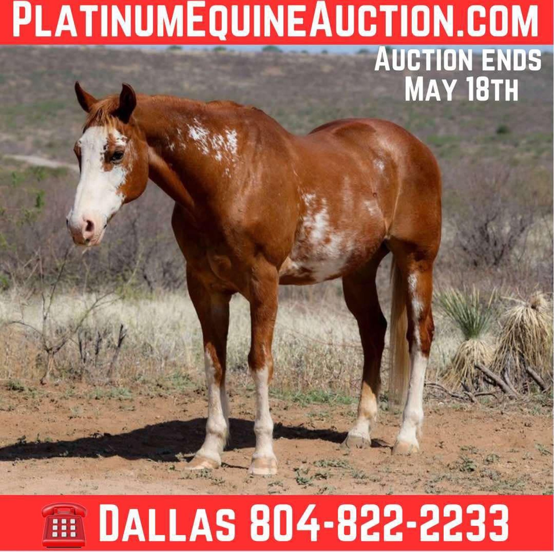 American Quarter Horse Gelding 13 years 14,3 hh Overo-all-colors in ...