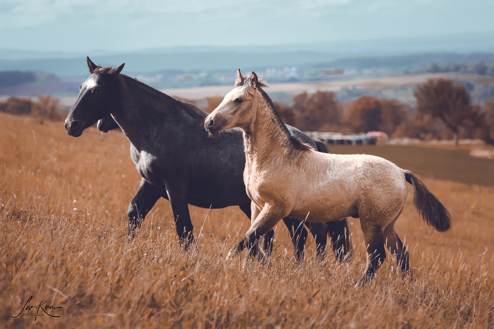 Criollo Hengst 1 Jaar 146 cm Buckskin in Heimbuchenthal