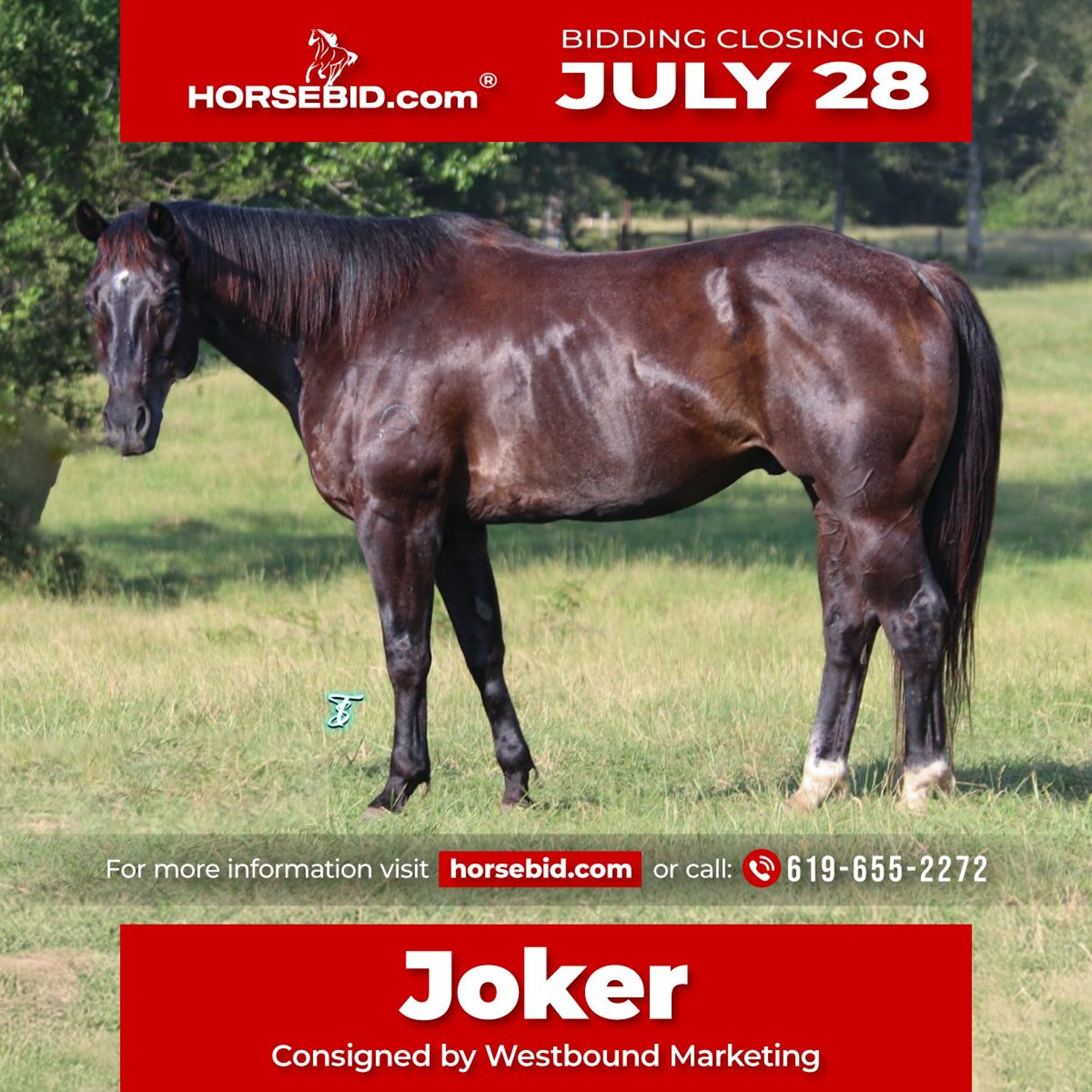 American Quarter Horse Gelding 13 years 15 hh Black in Carthage