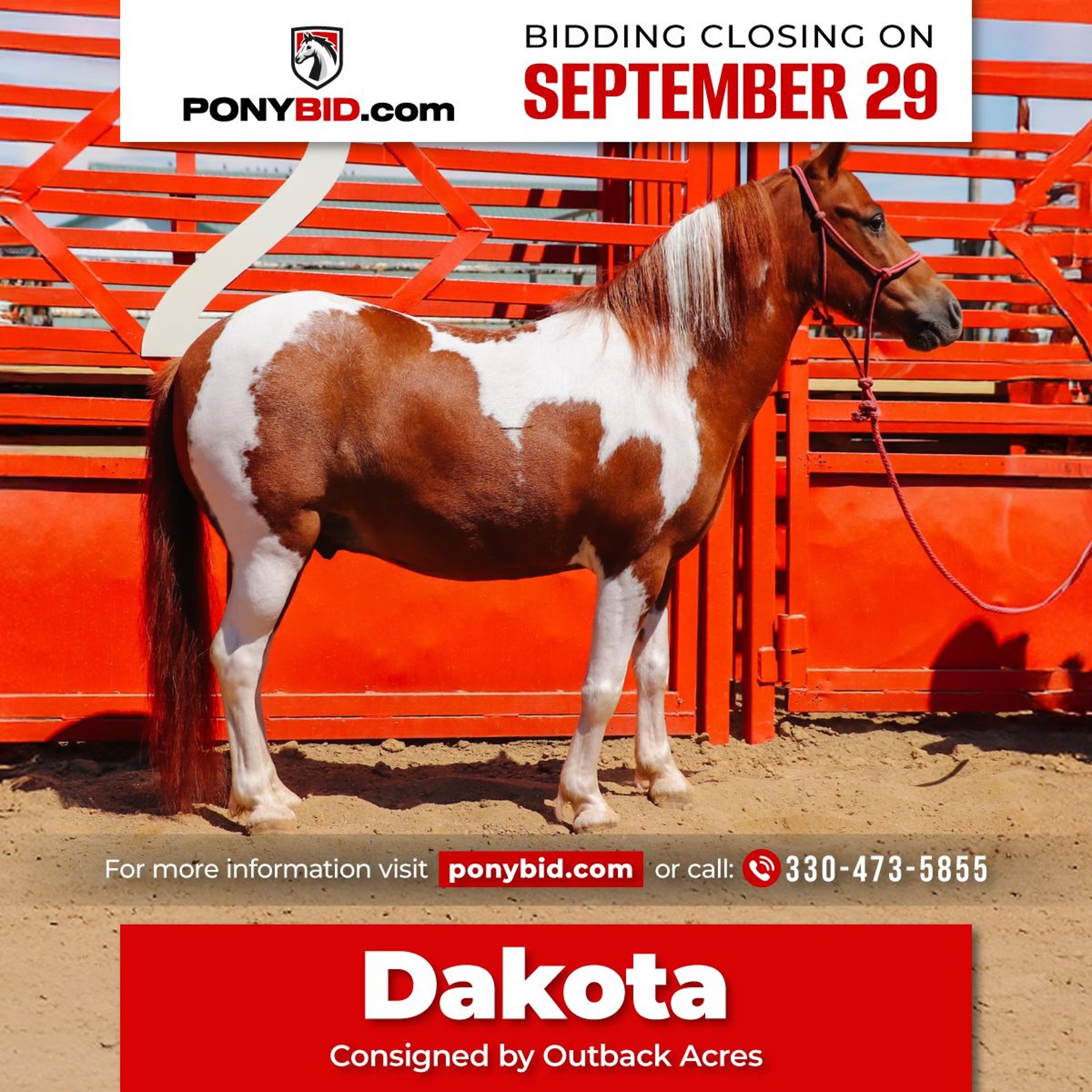 More ponies/small horses Gelding 9 years 10 hh Pinto in Dundee