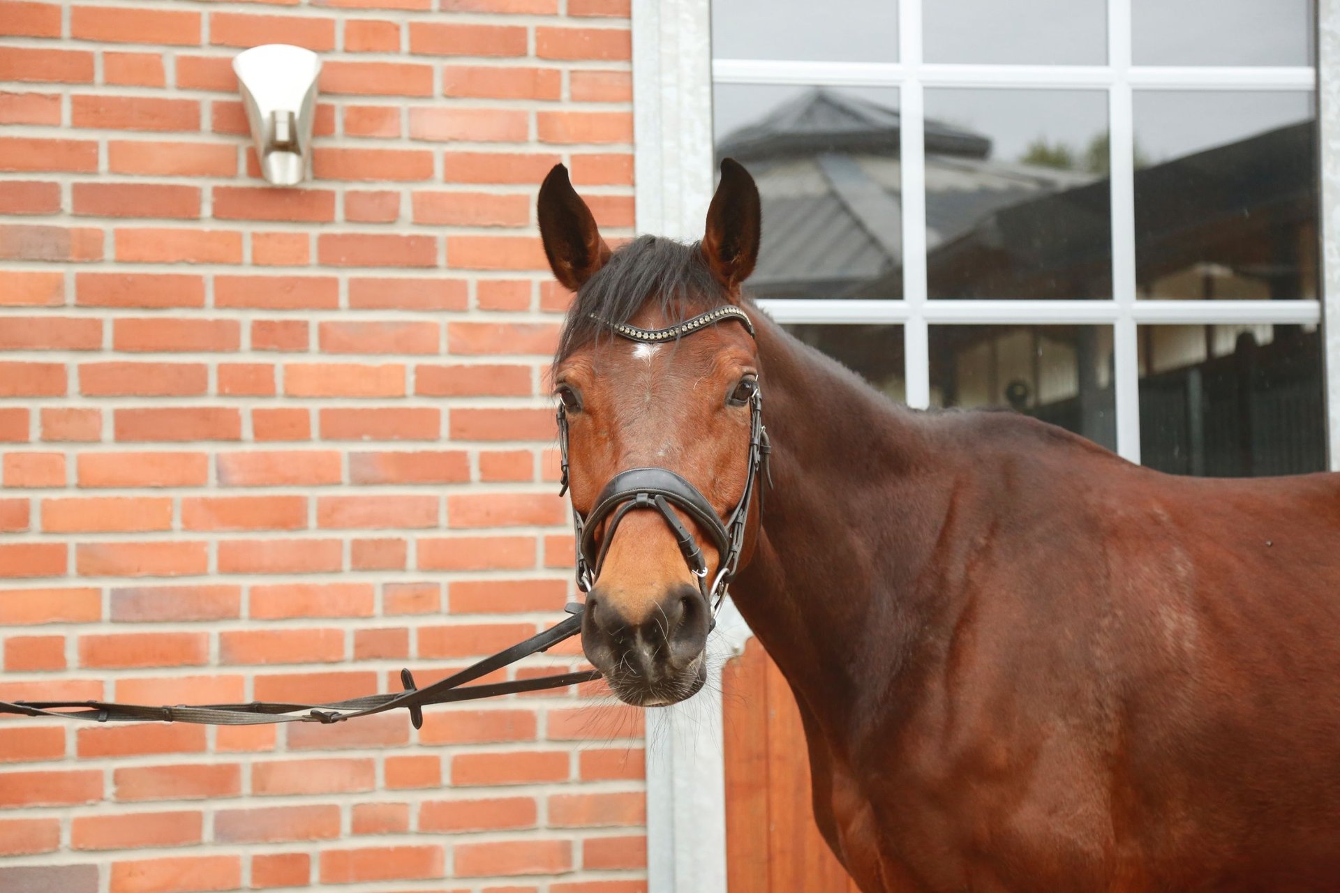 Oldenburger Springpferd Stute 8 Jahre 172 cm Brauner in Heiden