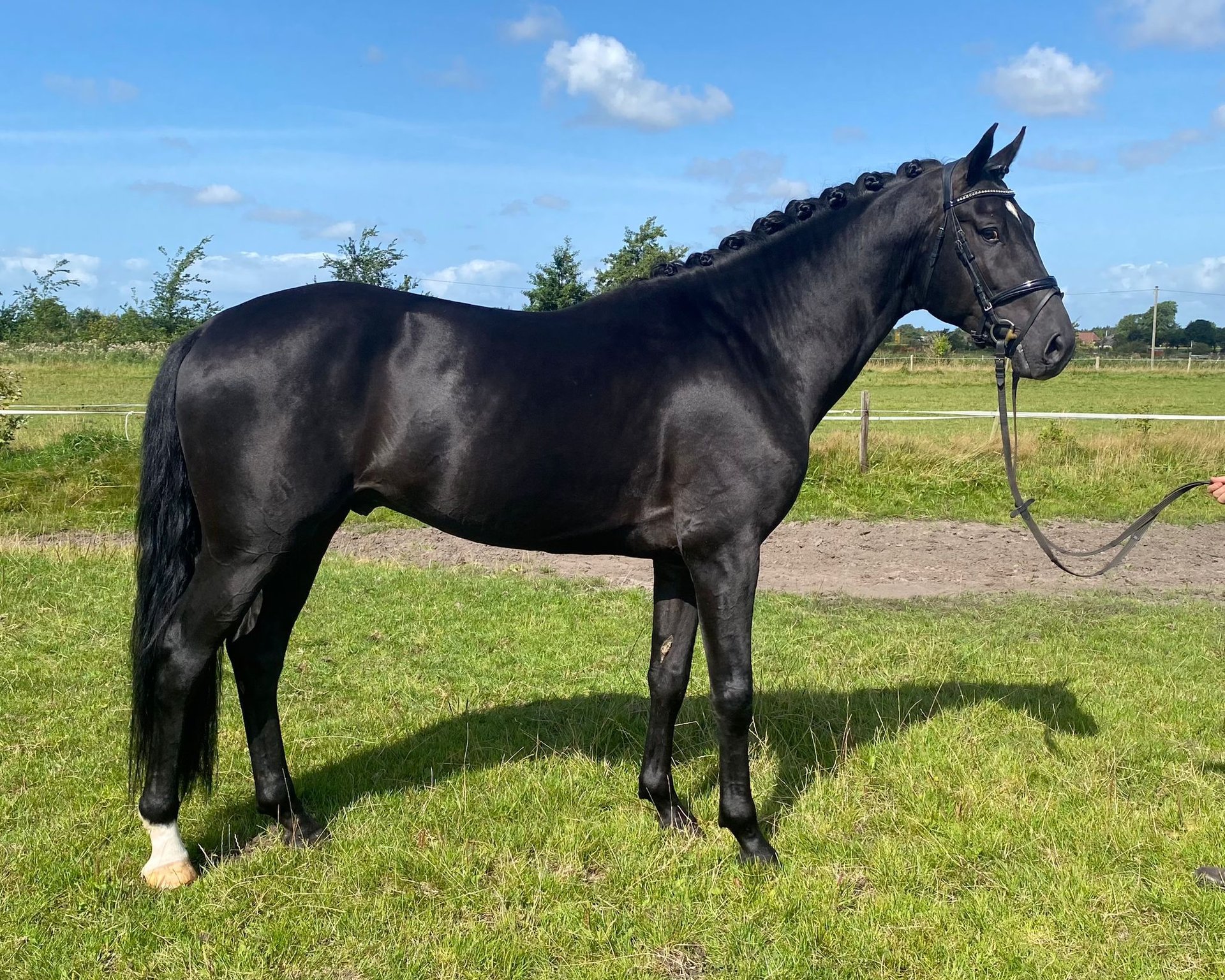Dänisches Warmblut Hengst 4 Jahre 166 cm Rappe in Süderlügum