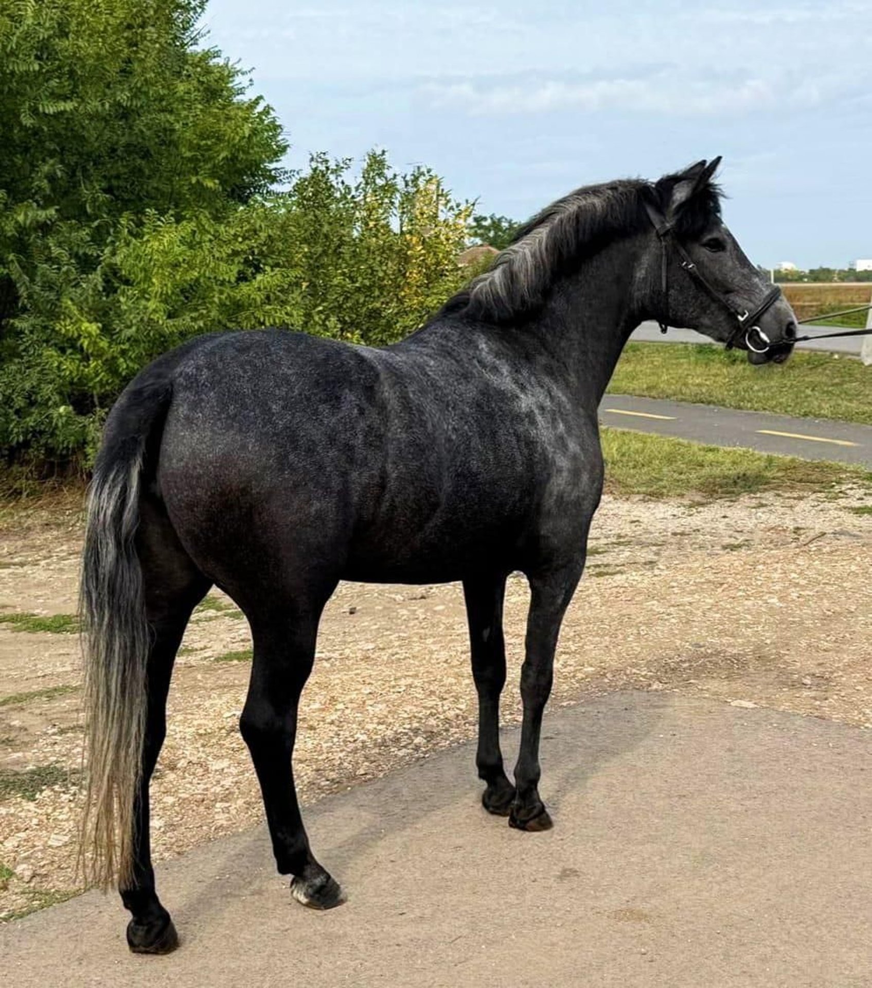 Meer ponys/kleine paarden Merrie 5 Jaar 148 cm Appelschimmel in Gyula