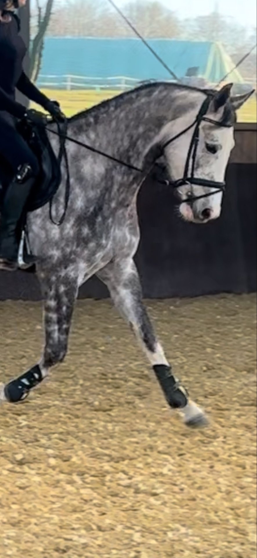 Deutsches Sportpferd Stute 5 Jahre 165 cm Apfelschimmel in Liederbach ...