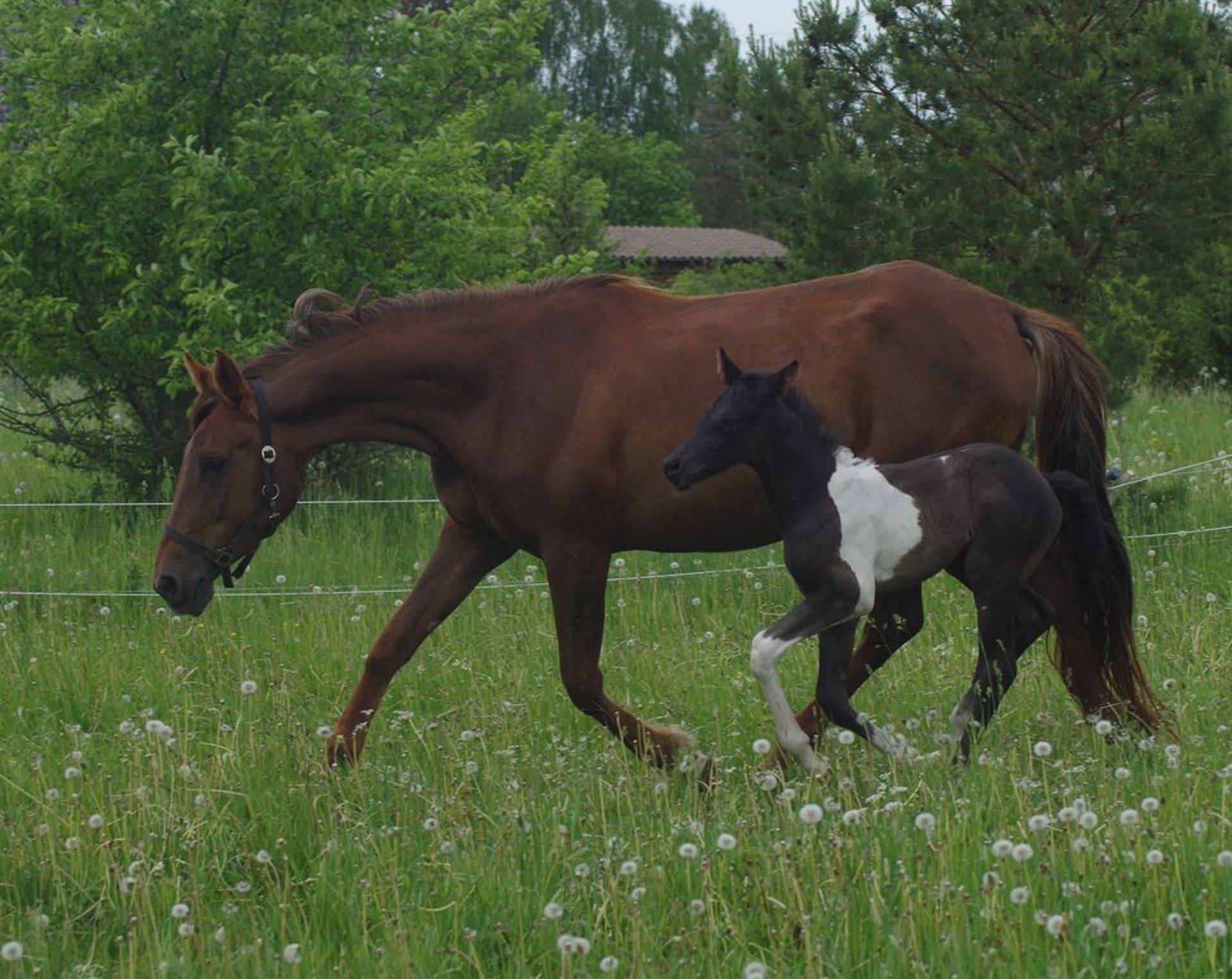 Trakehner Mare 5 years 16,1 hh Chestnut in Ruila