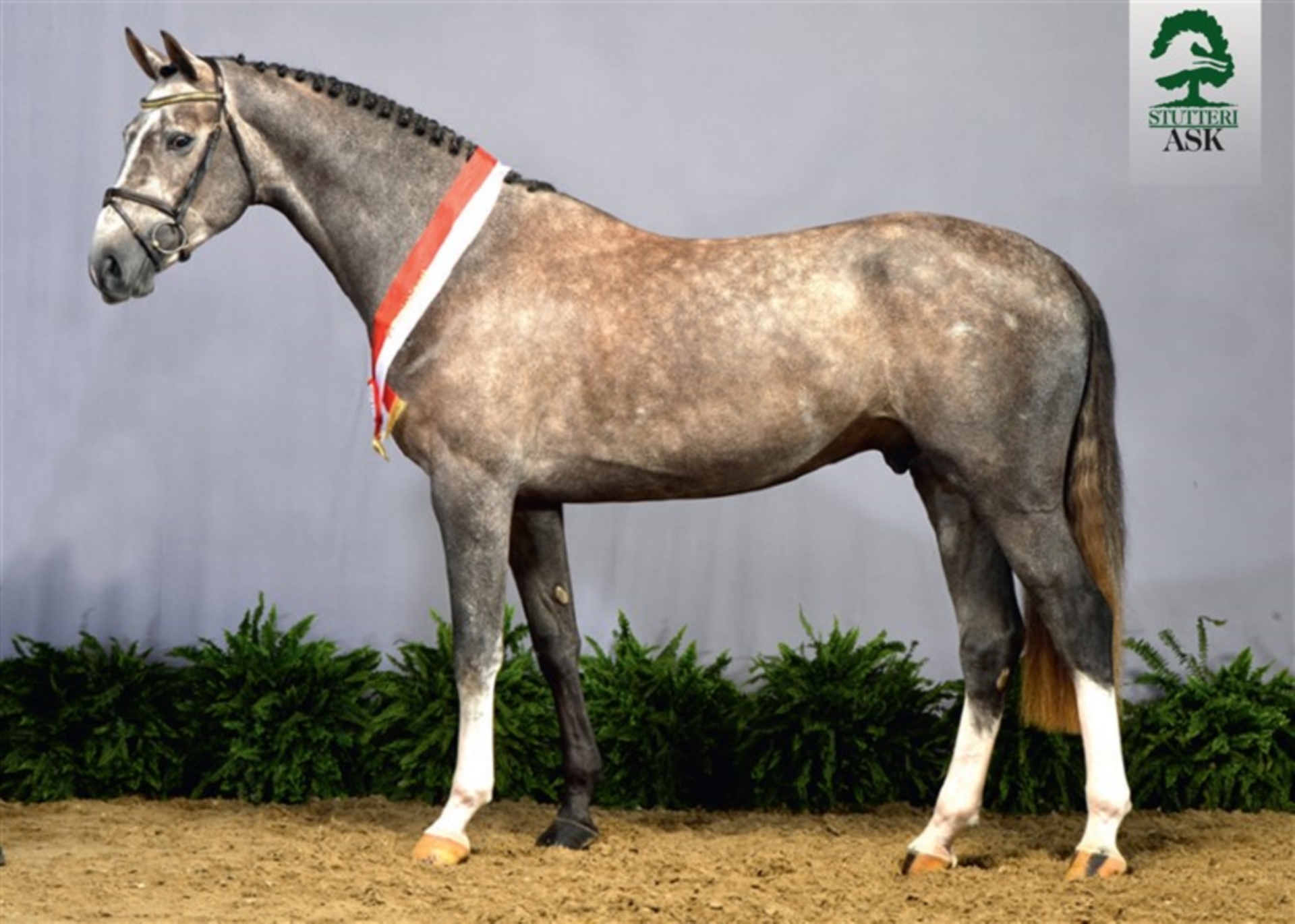 Danish Warmblood Stallion Grey in Martofte