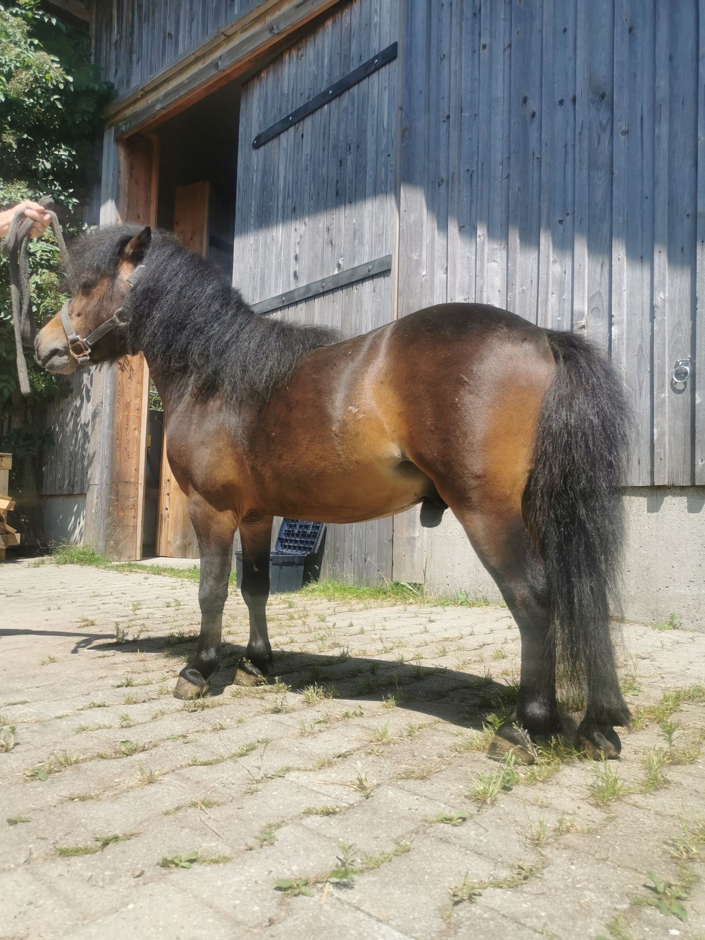 American Miniature Horse Stallion 4 years 7,3 hh Brown in Grünenbach