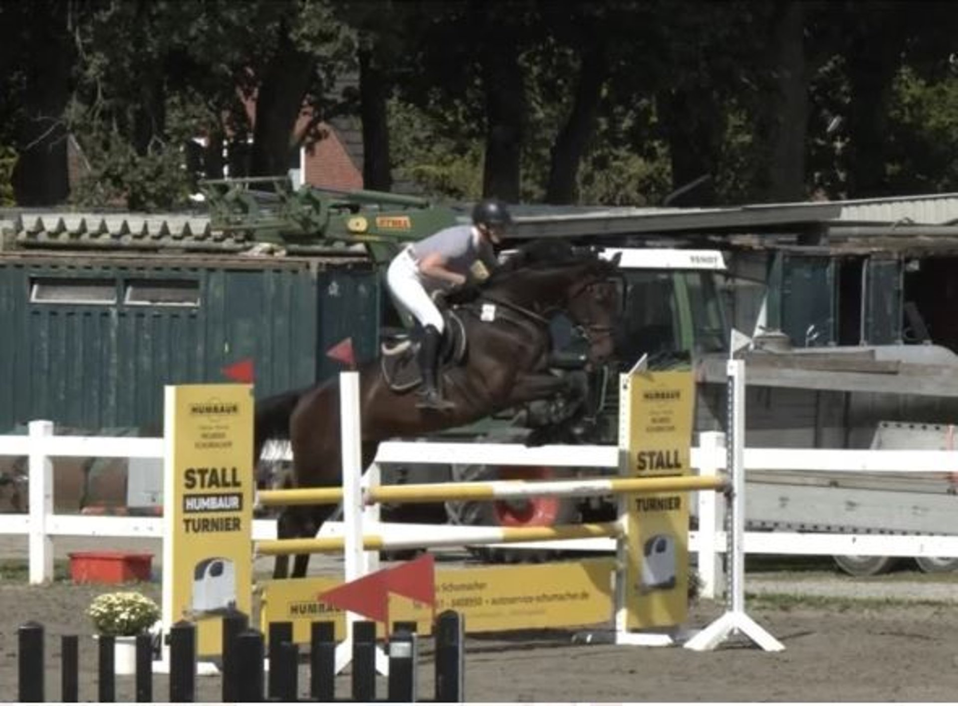 Holsteiner Wallach 9 Jahre 166 cm Dunkelbrauner in Süderlügum
