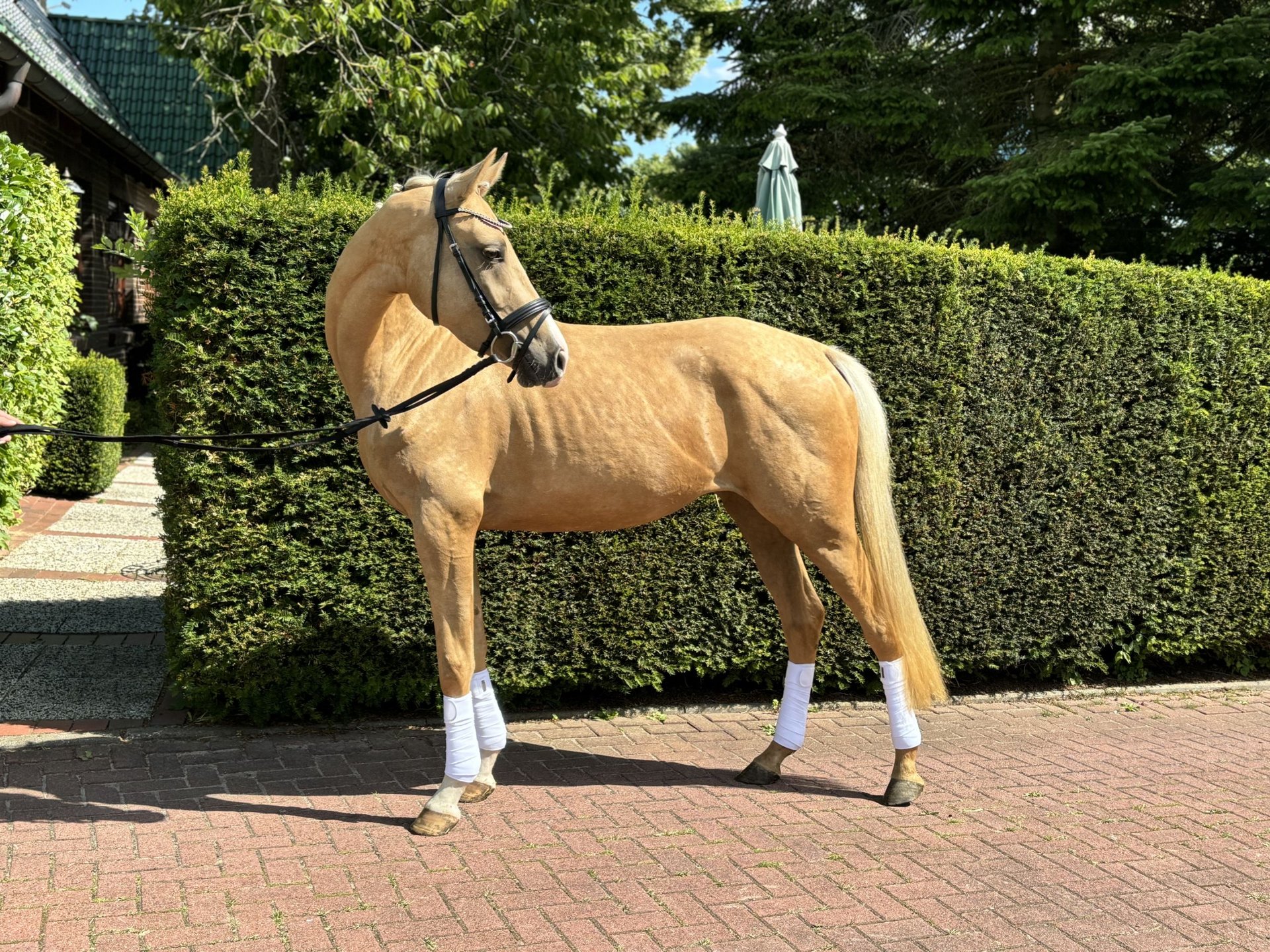 Deutsches Reitpony Stute 5 Jahre 154 cm Palomino in Preetz