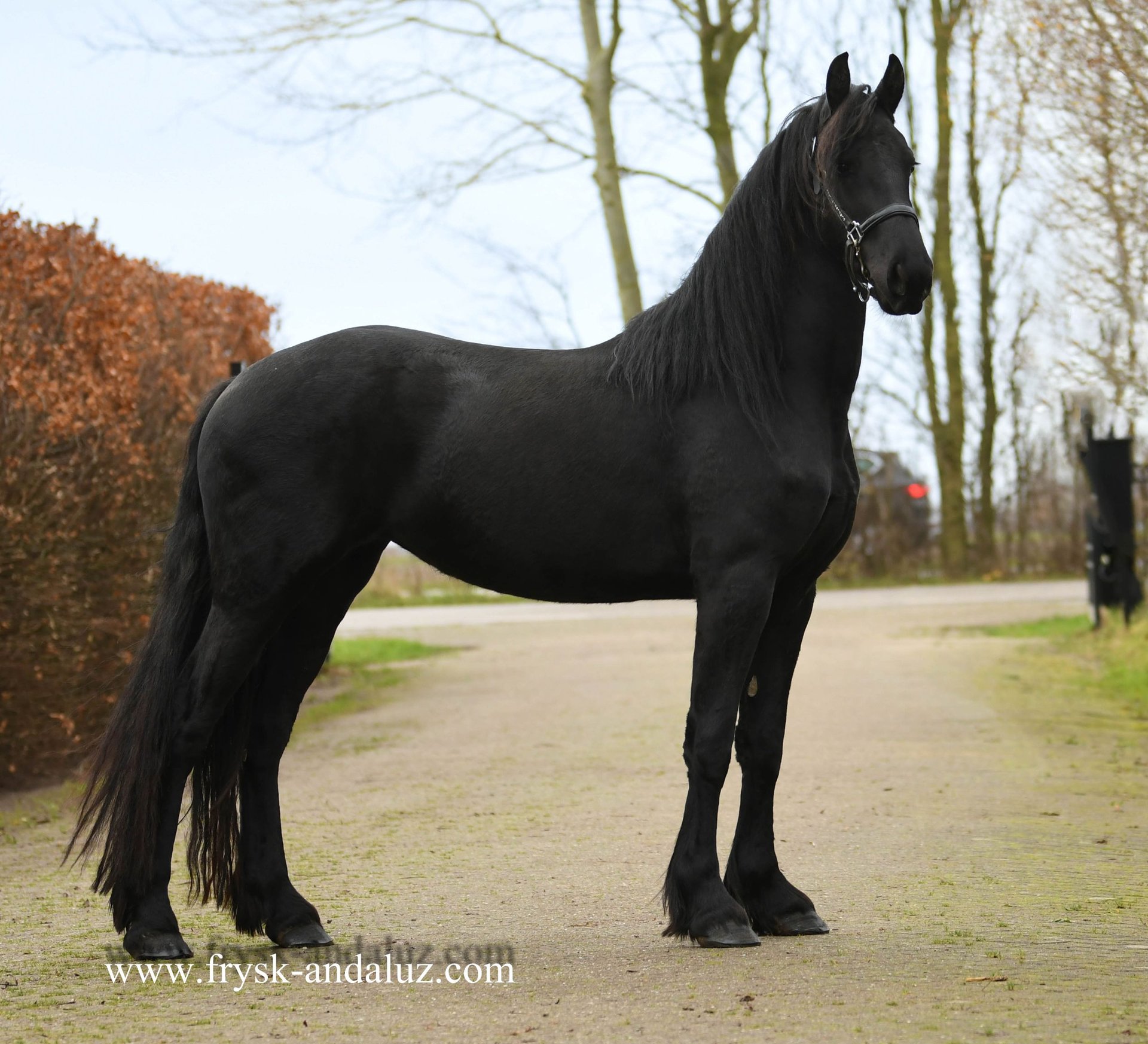 Fries paard Merrie 3 Jaar 160 cm Zwart in Mijnsheerenland