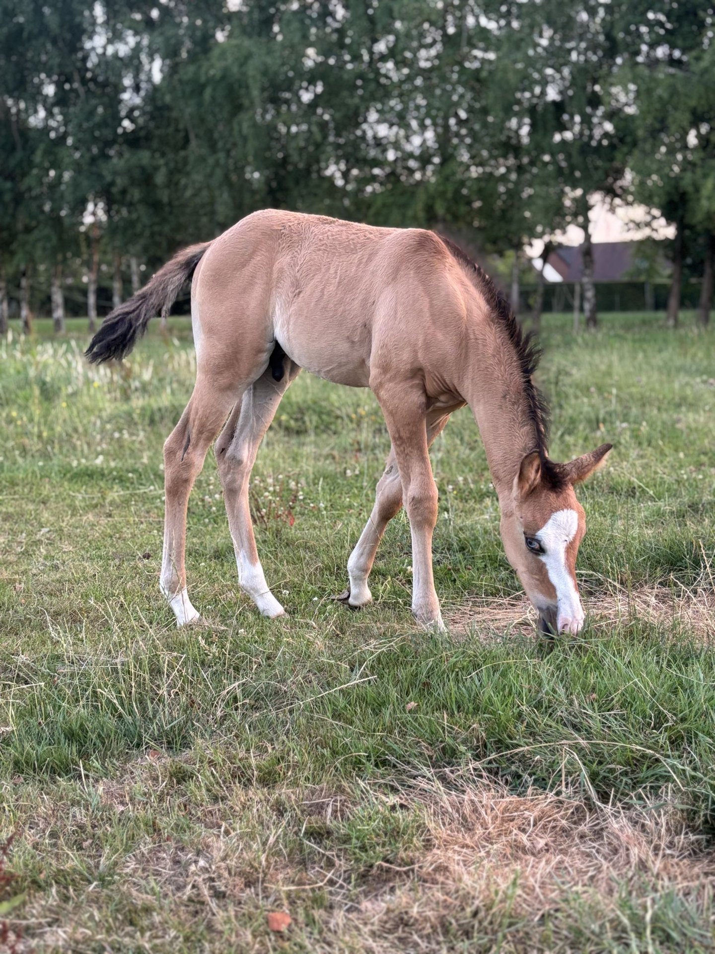 American Quarter Horse Stallion 1 year in Lint