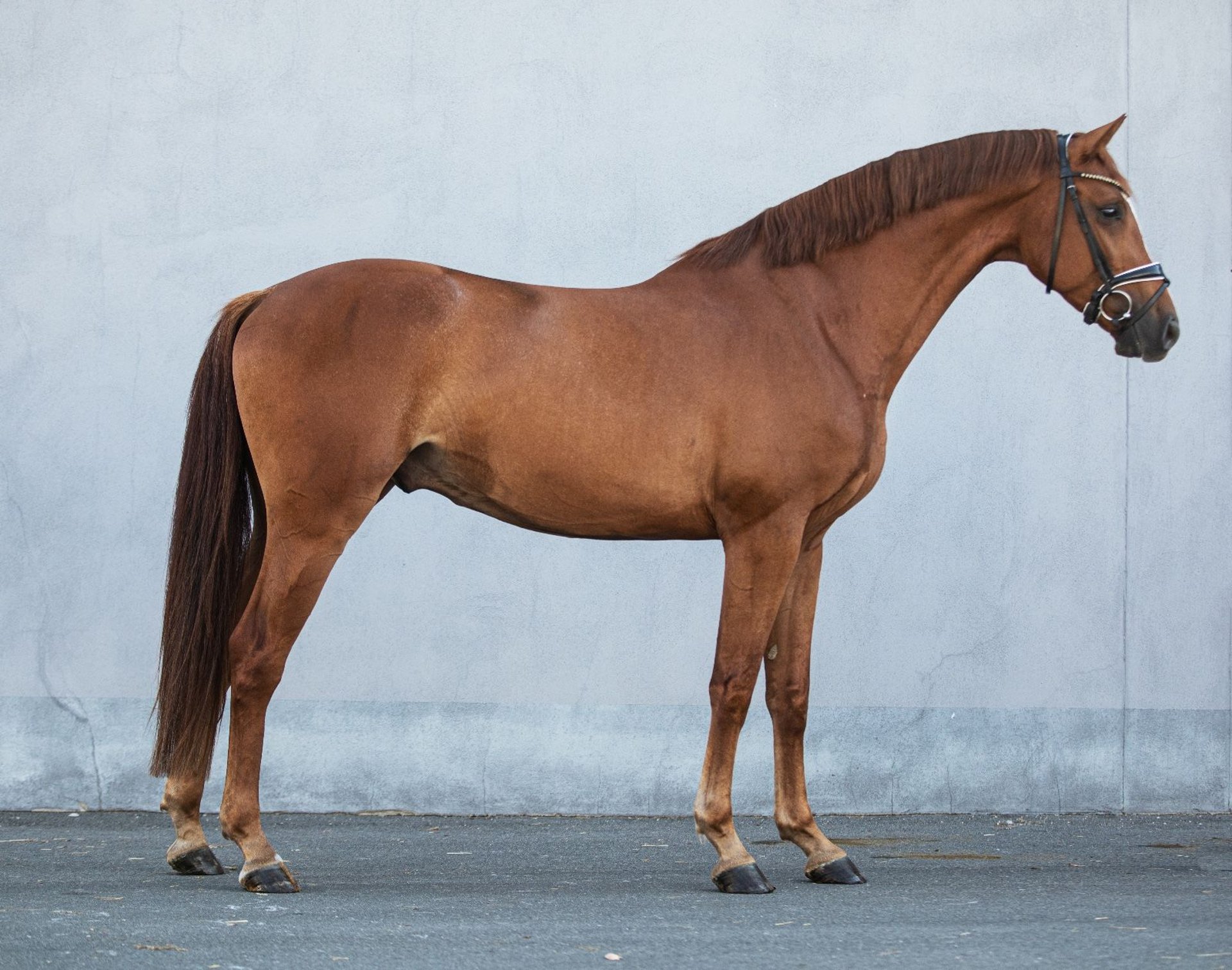 German Sport Horse Gelding 4 years 16,2 hh Chestnut-Red in Priestewitz