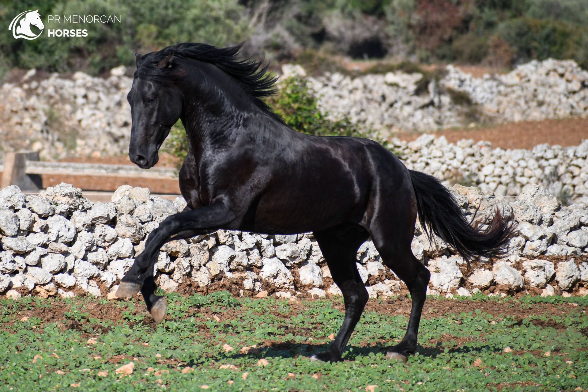 Menorquin Stallion 4 years 15,1 hh Black in Menorca