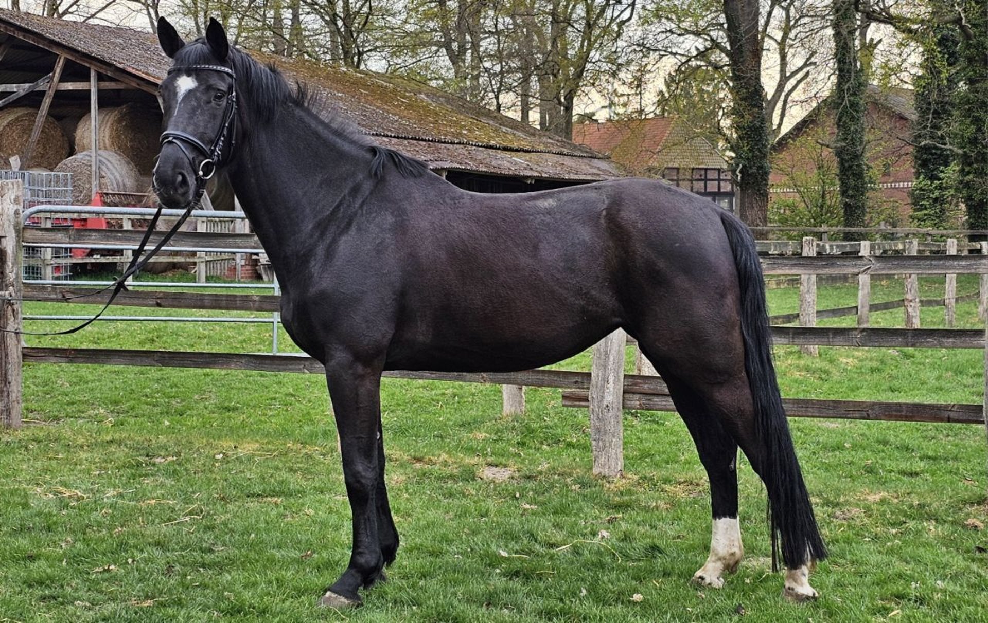 Hannoveraner Stute 6 Jahre 174 cm Rappe in Schwarme