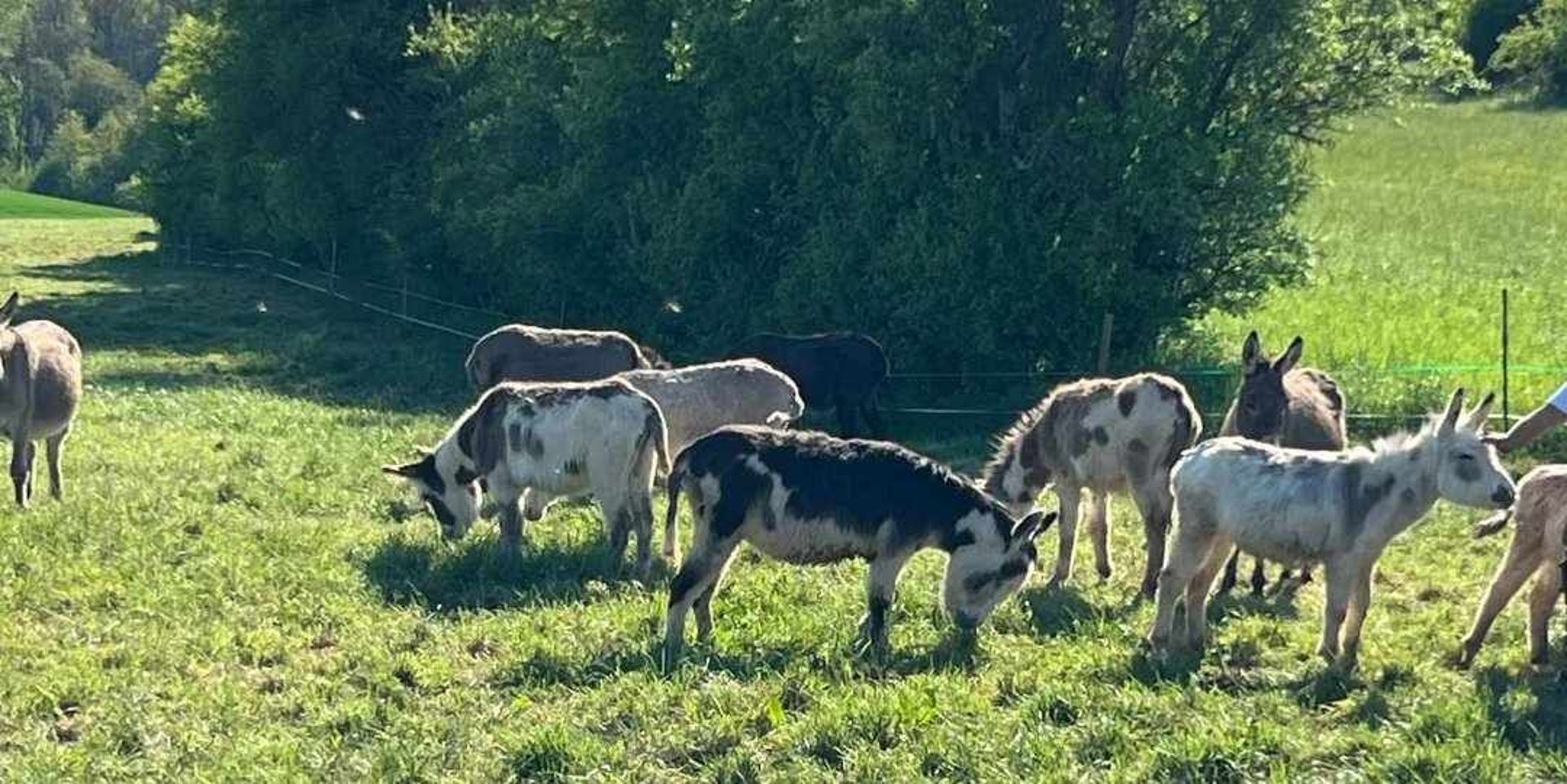 Donkey Mare 7 years 10,1 hh Pinto in Linkenbach