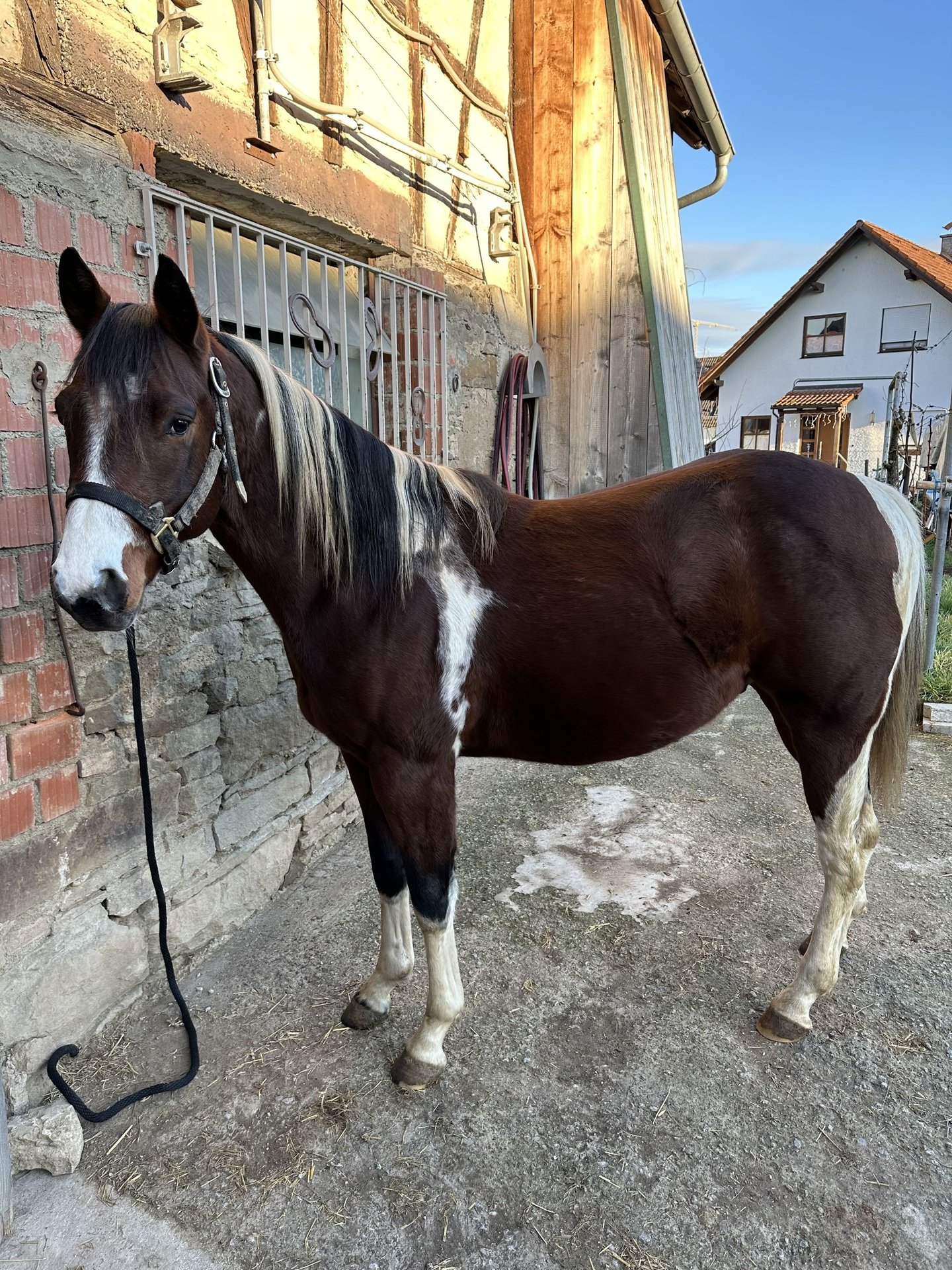 Paint Horse Stallion 4 years 14,2 hh Tobiano-all-colors in Erligheim