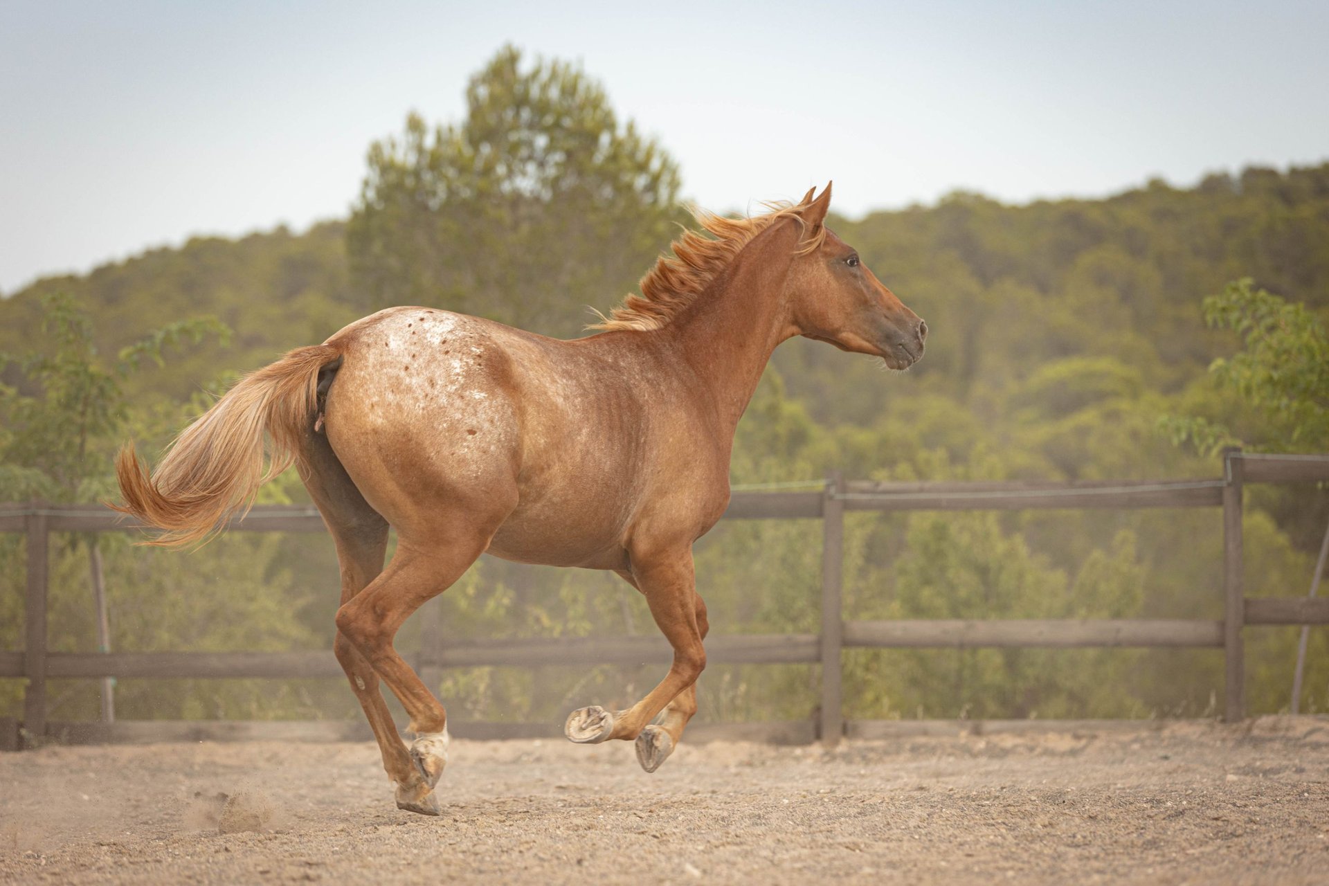 Appaloosa Mix Mare 2 years 15,2 hh Leopard-Piebald in Alcoi/Alcoy