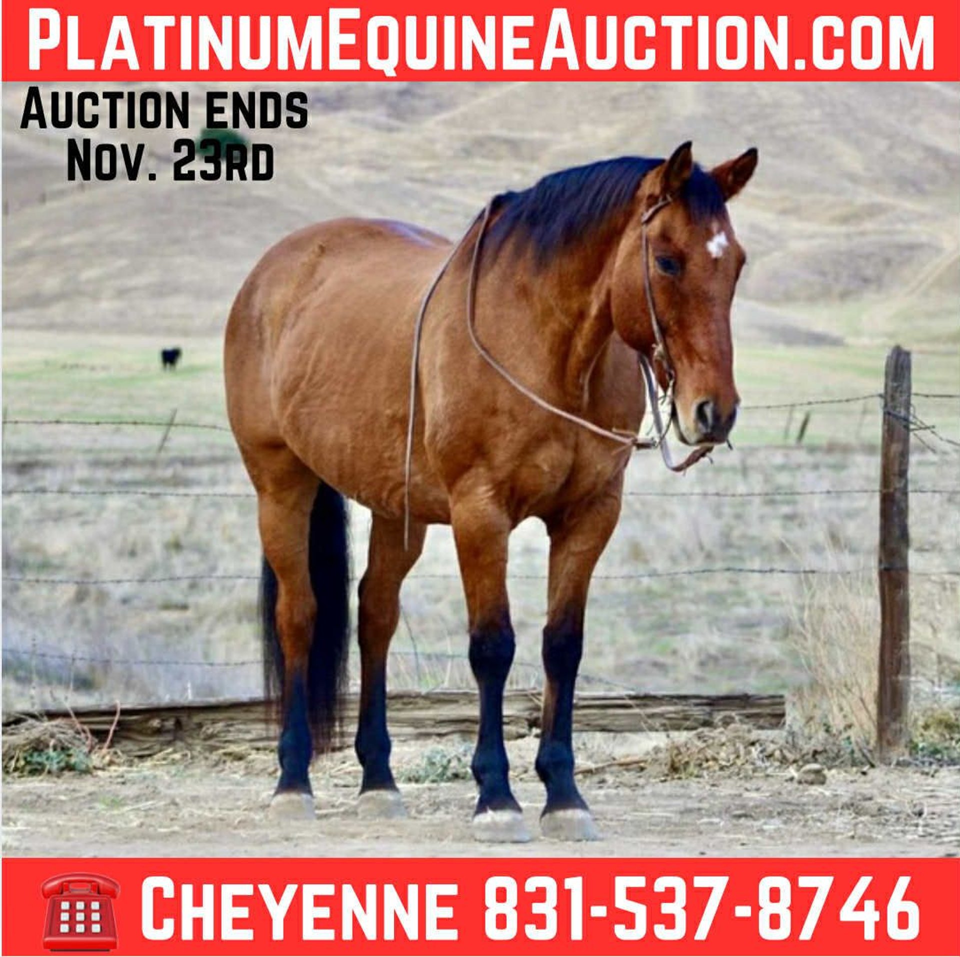 American Quarter Horse Gelding 14 years 15,3 hh Dun in Bitterwater CA