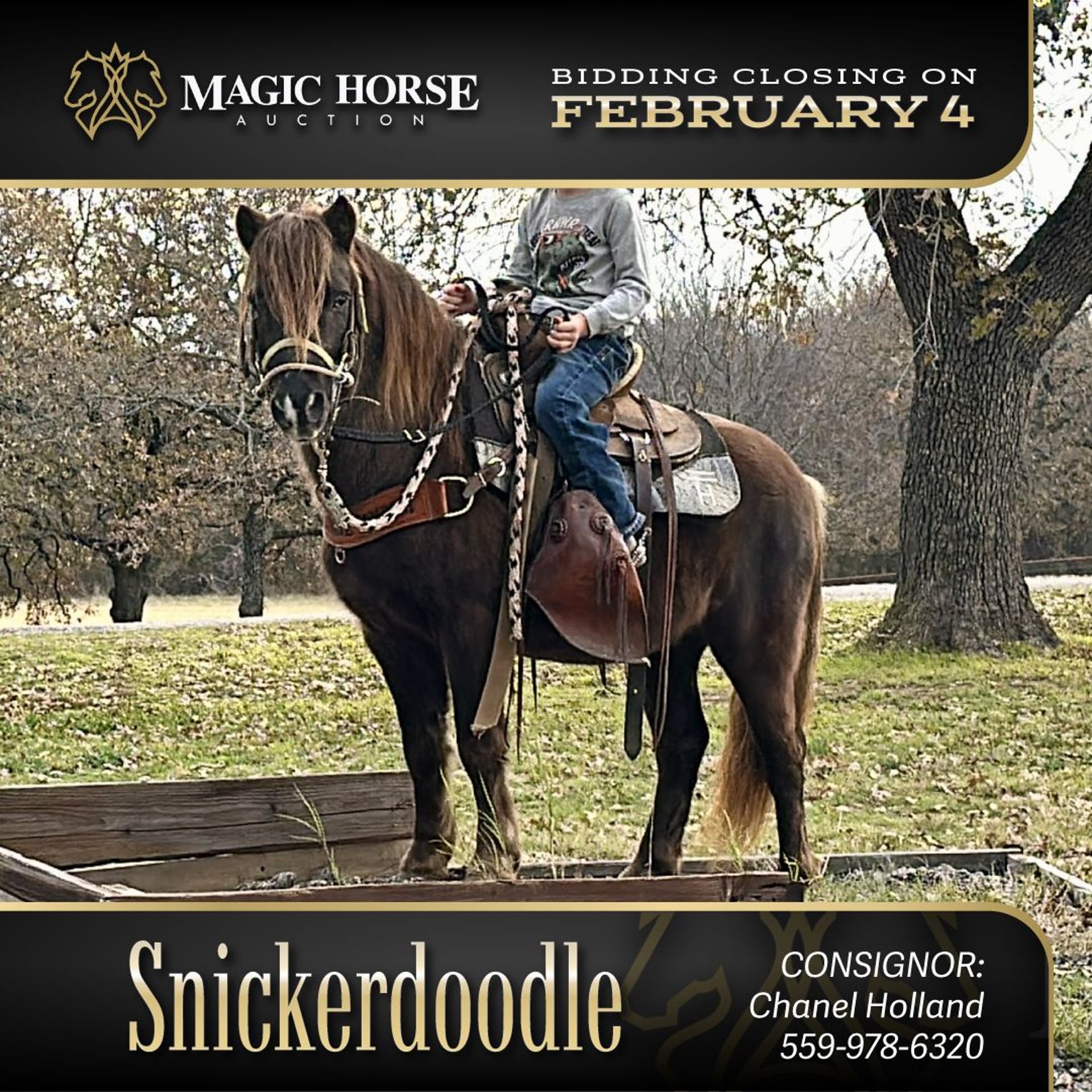 Other Breeds Gelding 8 years 11 hh Brown in Jacksboro