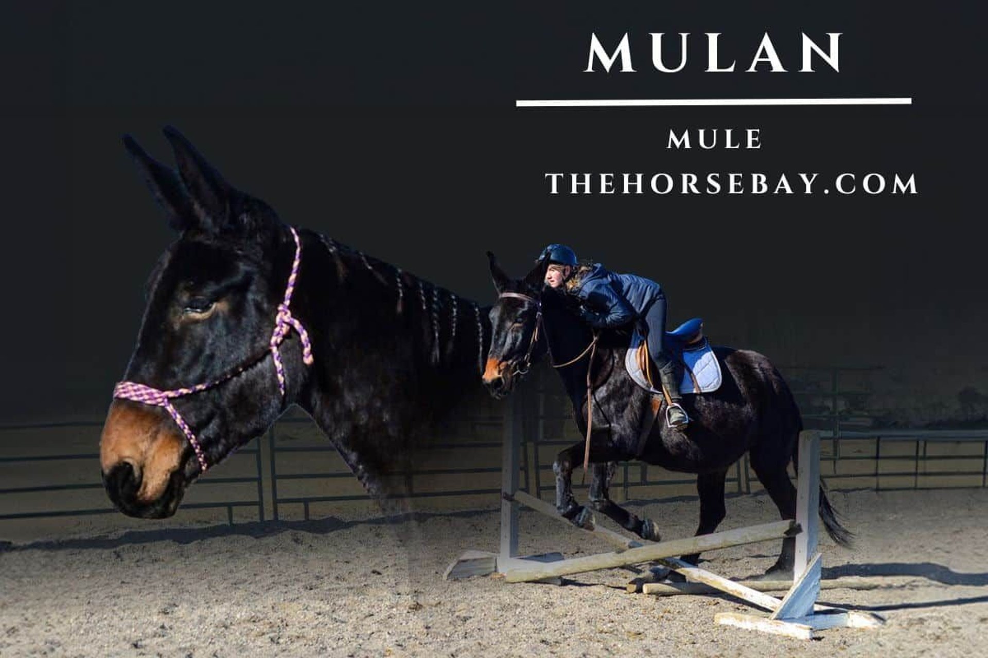 Muildier Merrie 14 Jaar 178 cm Donkerbruin in Fort Collins, CO