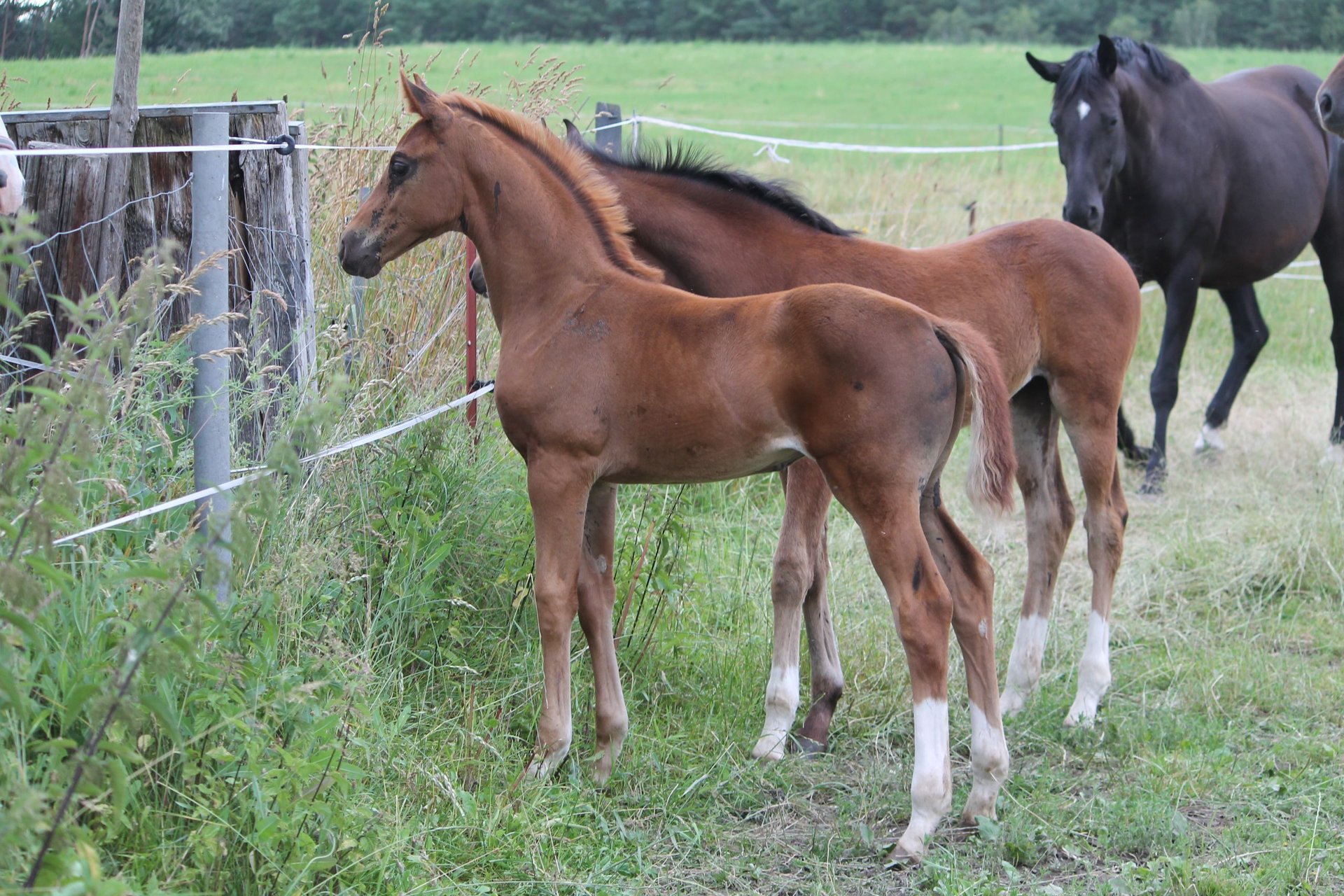 Oldenburg Mare Foal (05/2024) 16 hh Chestnut in Trockenborn-Wolfersdorf