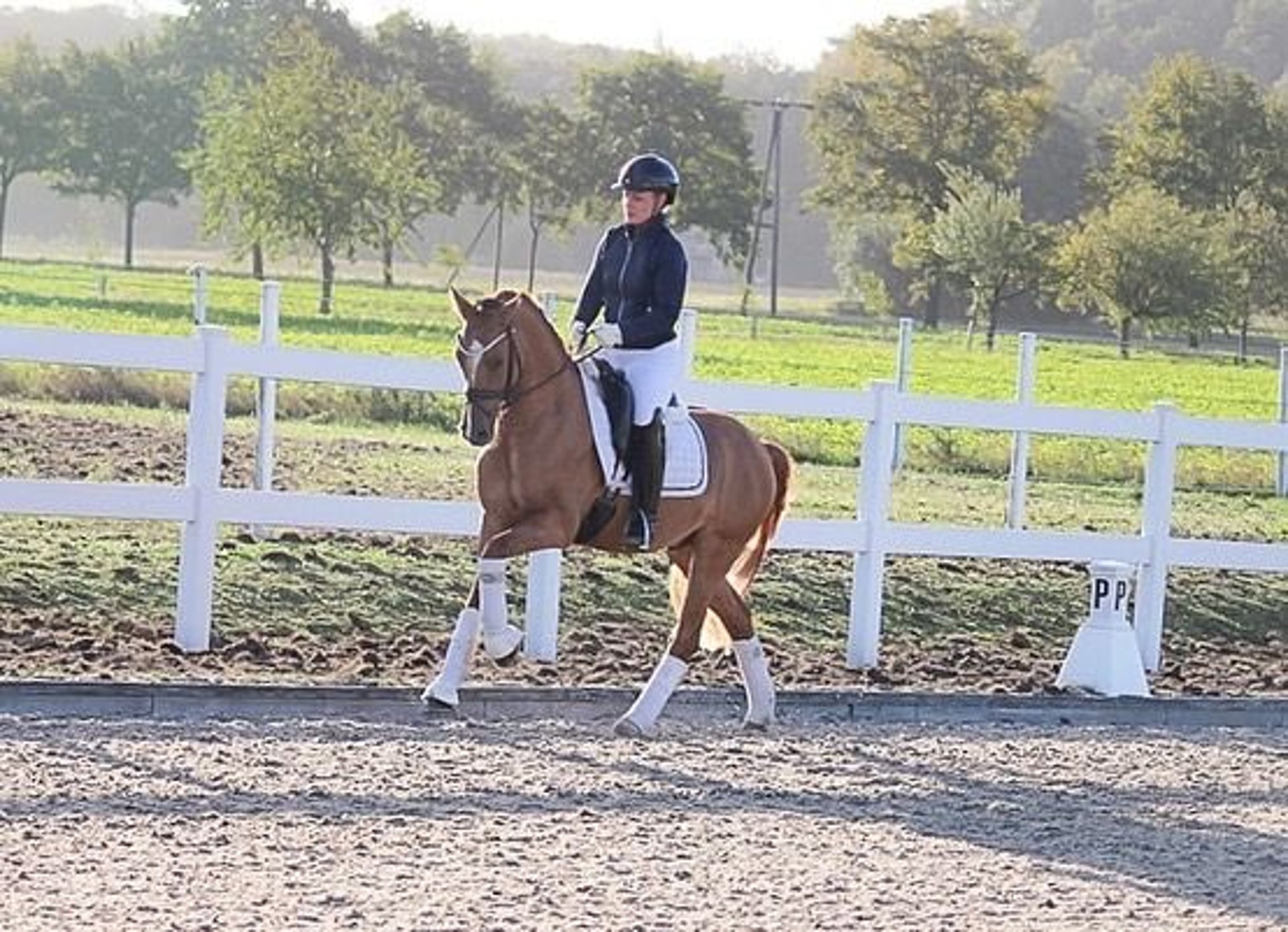 Deutsches Reitpony Wallach 7 Jahre 148 cm Falbe in Recke, bei Osnabrück