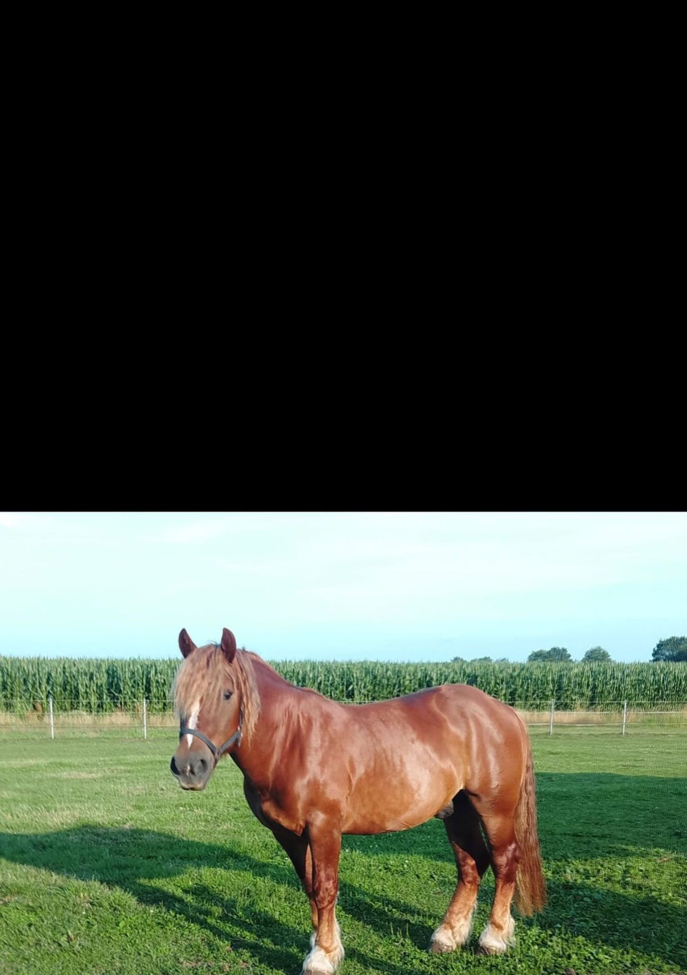 Black Forest Horse Mix Gelding 4 years 16 hh Chestnut-Red in Werlte
