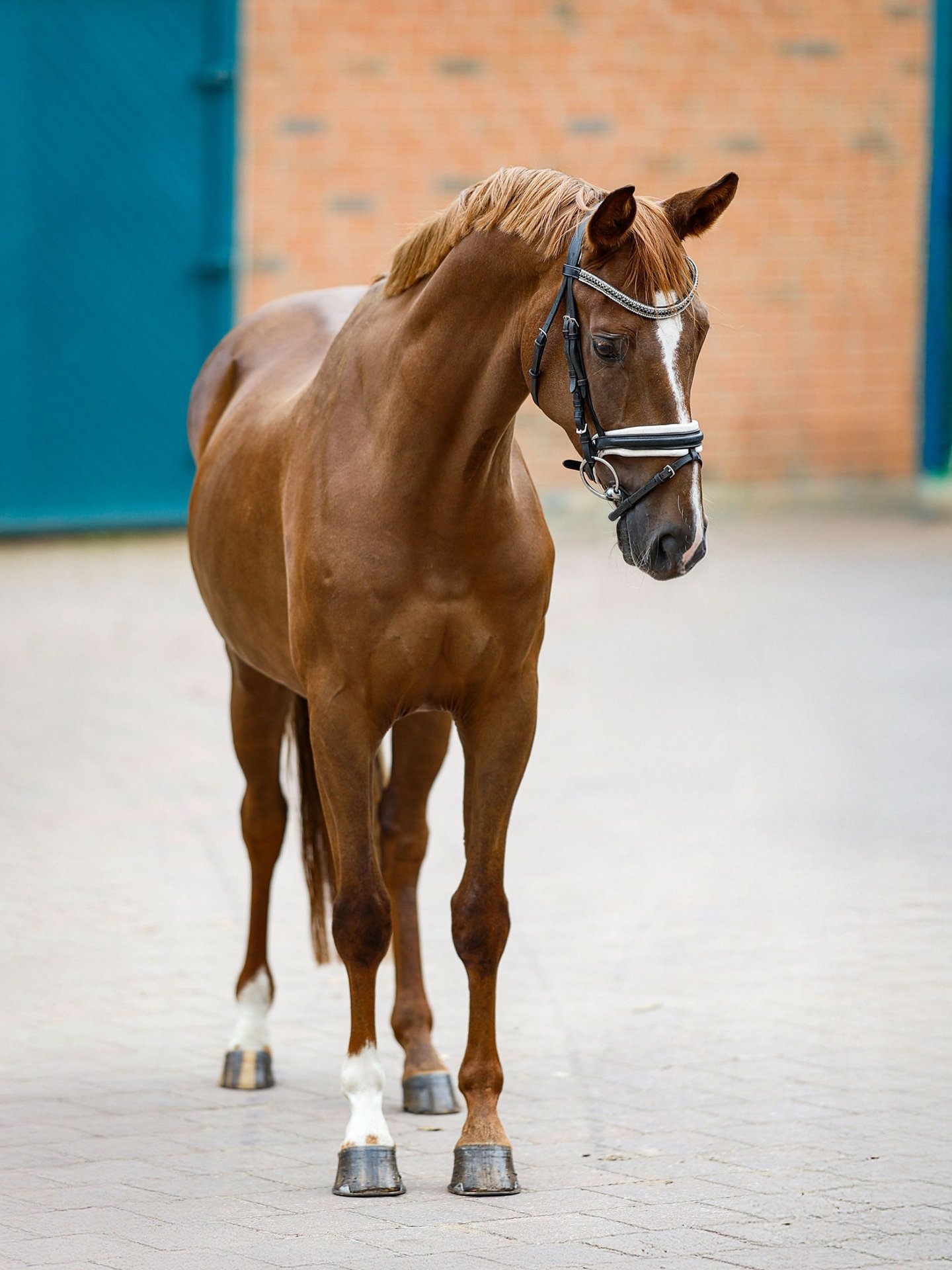 Hanoverian Gelding 6 years 15,2 hh Chestnut-Red in Garstedt