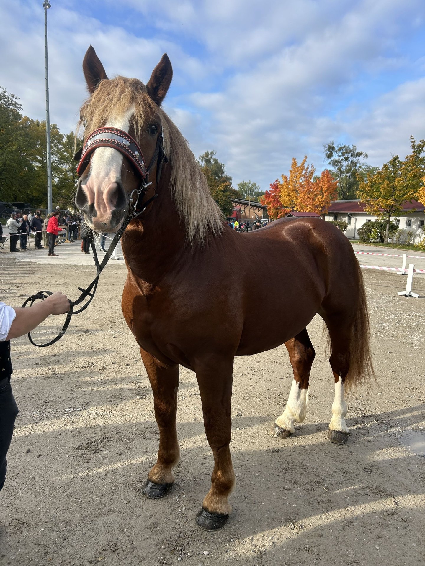Süddeutsches Kaltblut Wallach 2 Jahre 166 cm Rotfuchs in Utzstetten