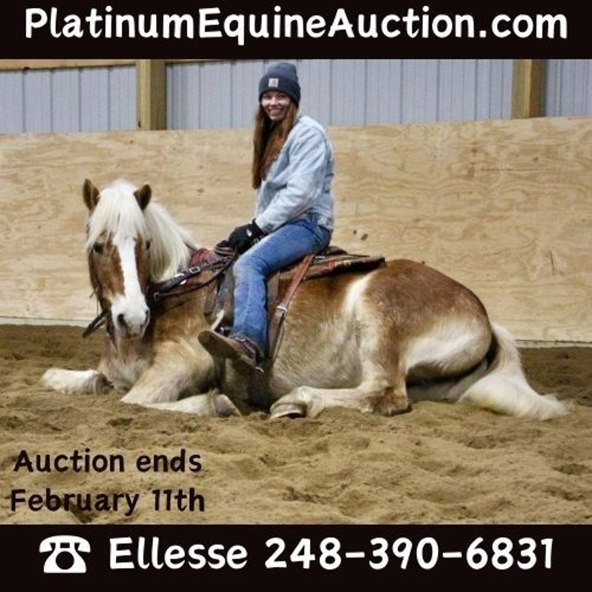 Haflinger Wallach 12 Jahre 147 cm Dunkelfuchs in Howell MI