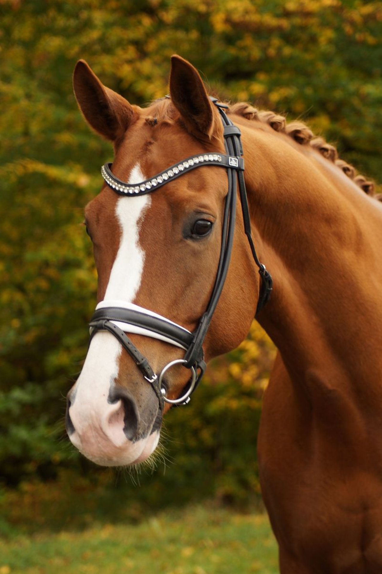 Hanoverian Gelding 12 years 17,2 hh Chestnut-Red in Gleichen