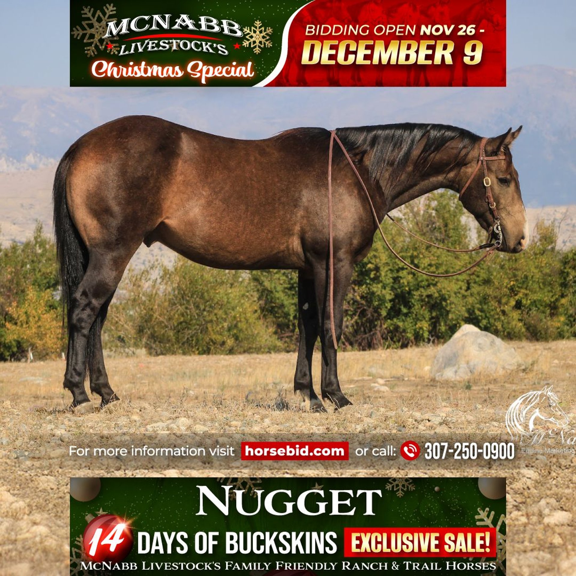 American Quarter Horse Wallach 3 Jahre 150 cm Buckskin in Cody