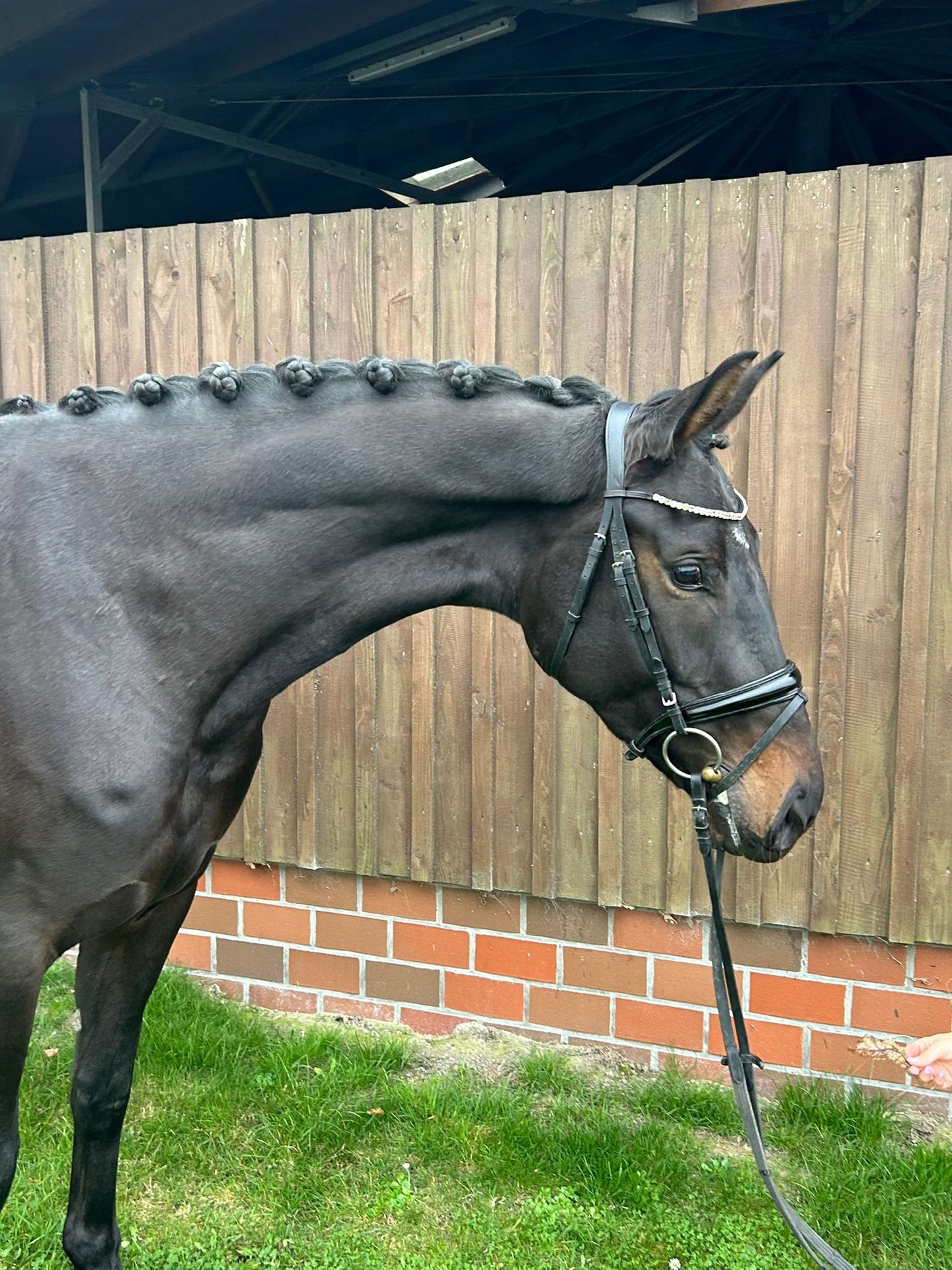 Oldenburg Mare 4 years 17 hh Bay-Dark in Wangerland Hohenkirchen