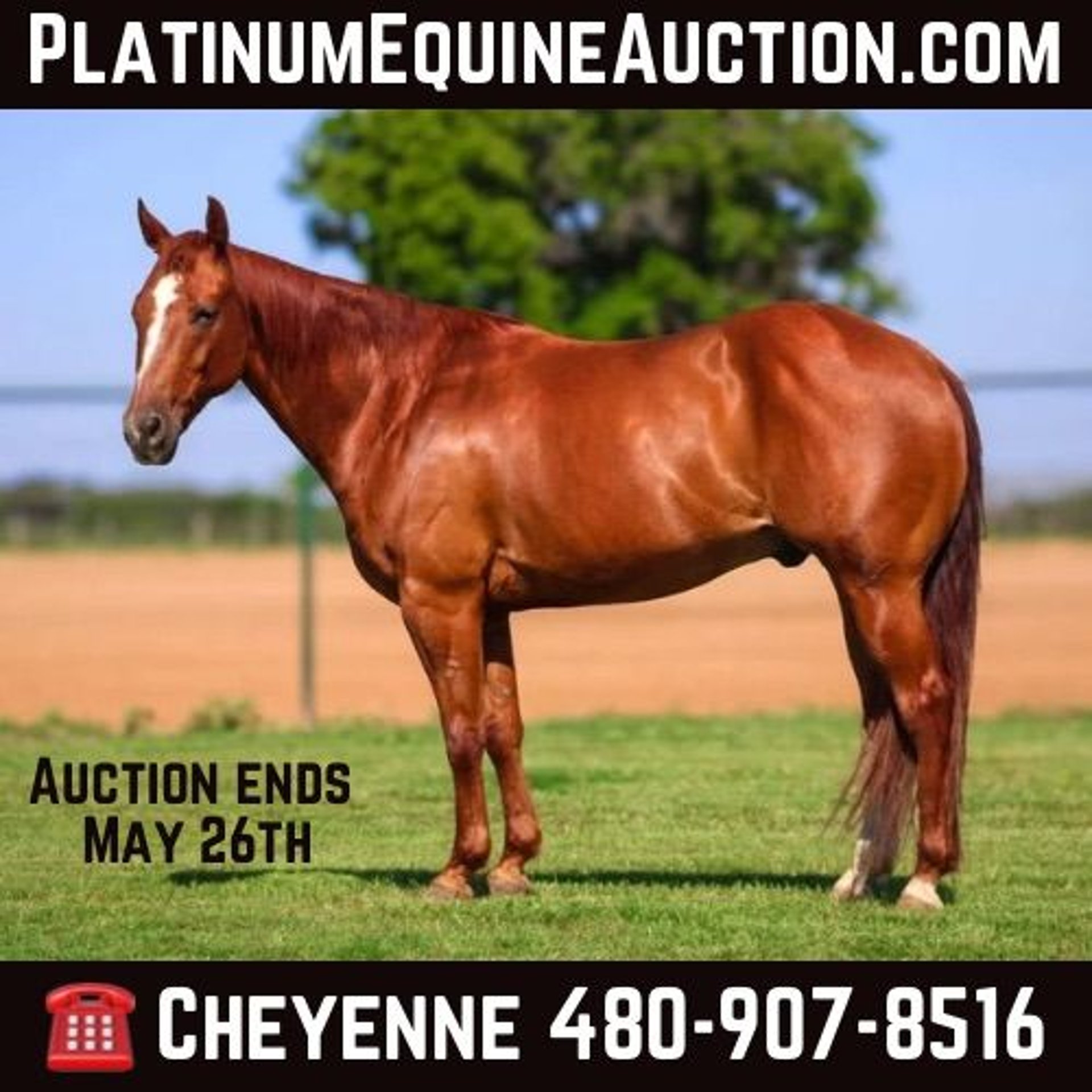 American Quarter Horse Gelding 10 years in Stephenville TX